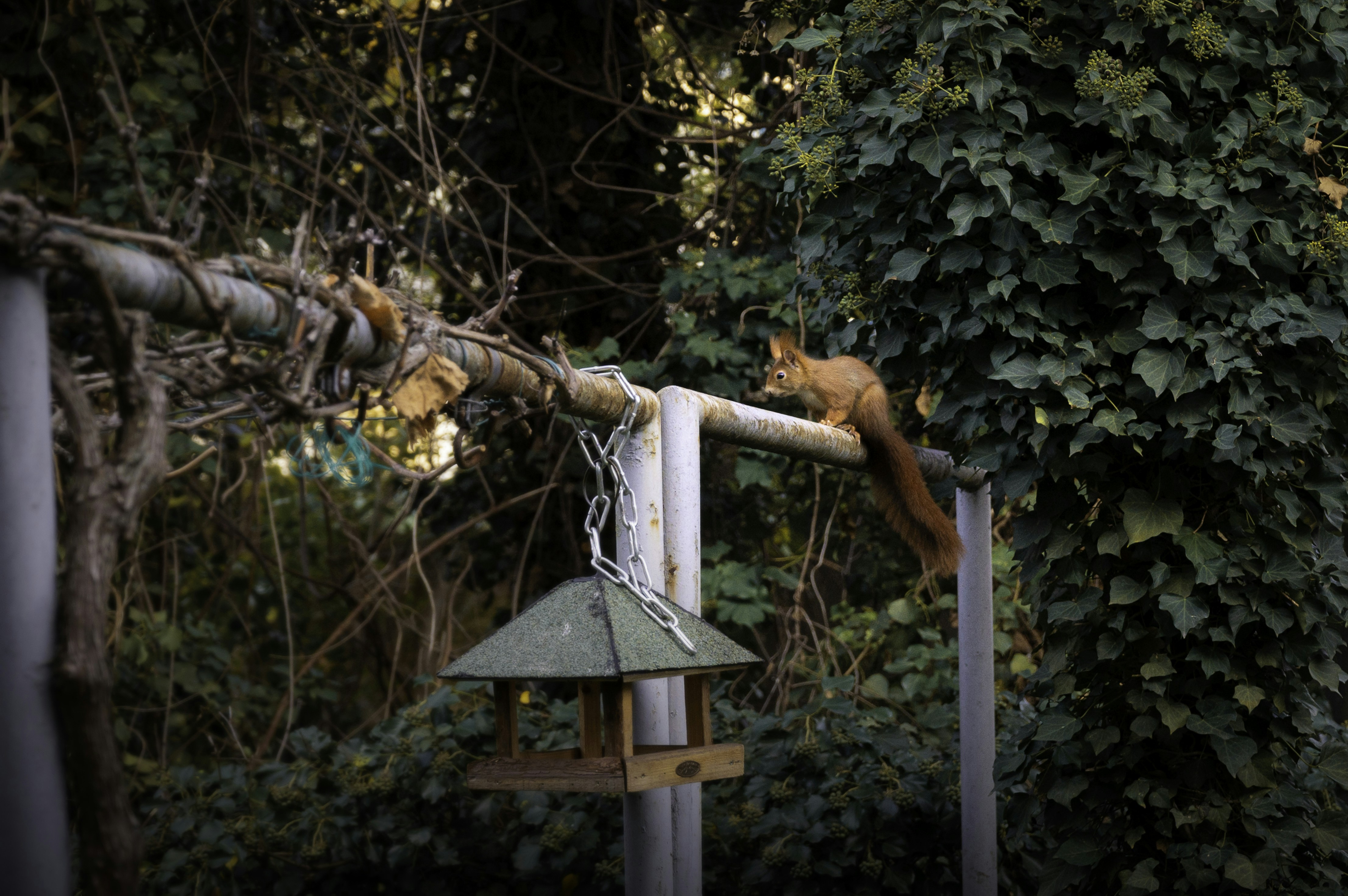 Balancing Act: Squirrel on a Weathered Bar Over a Bird Feeder Beneath Ivy