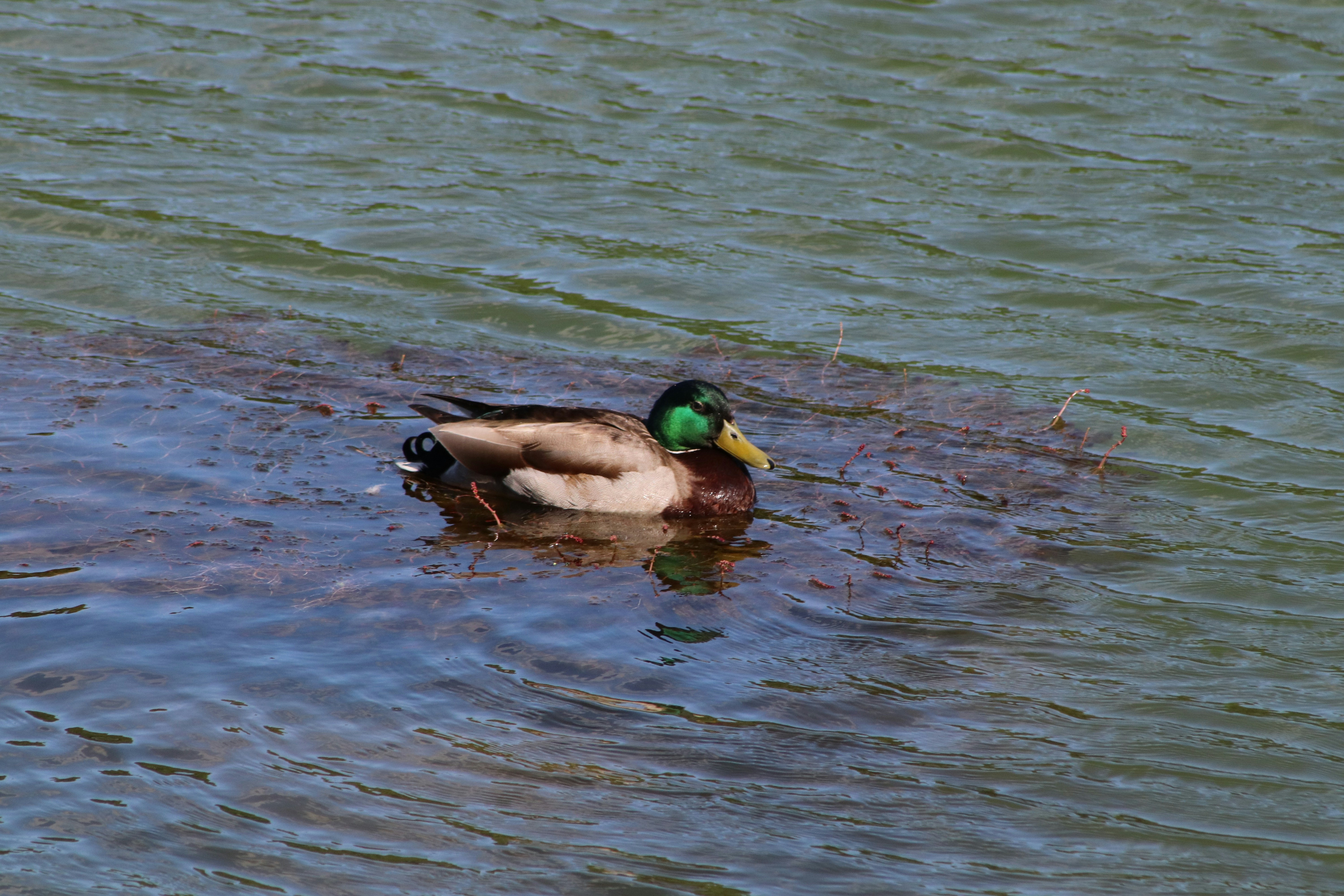 Emerald-Headed Mallard Drifting Across a Glassy Lake
