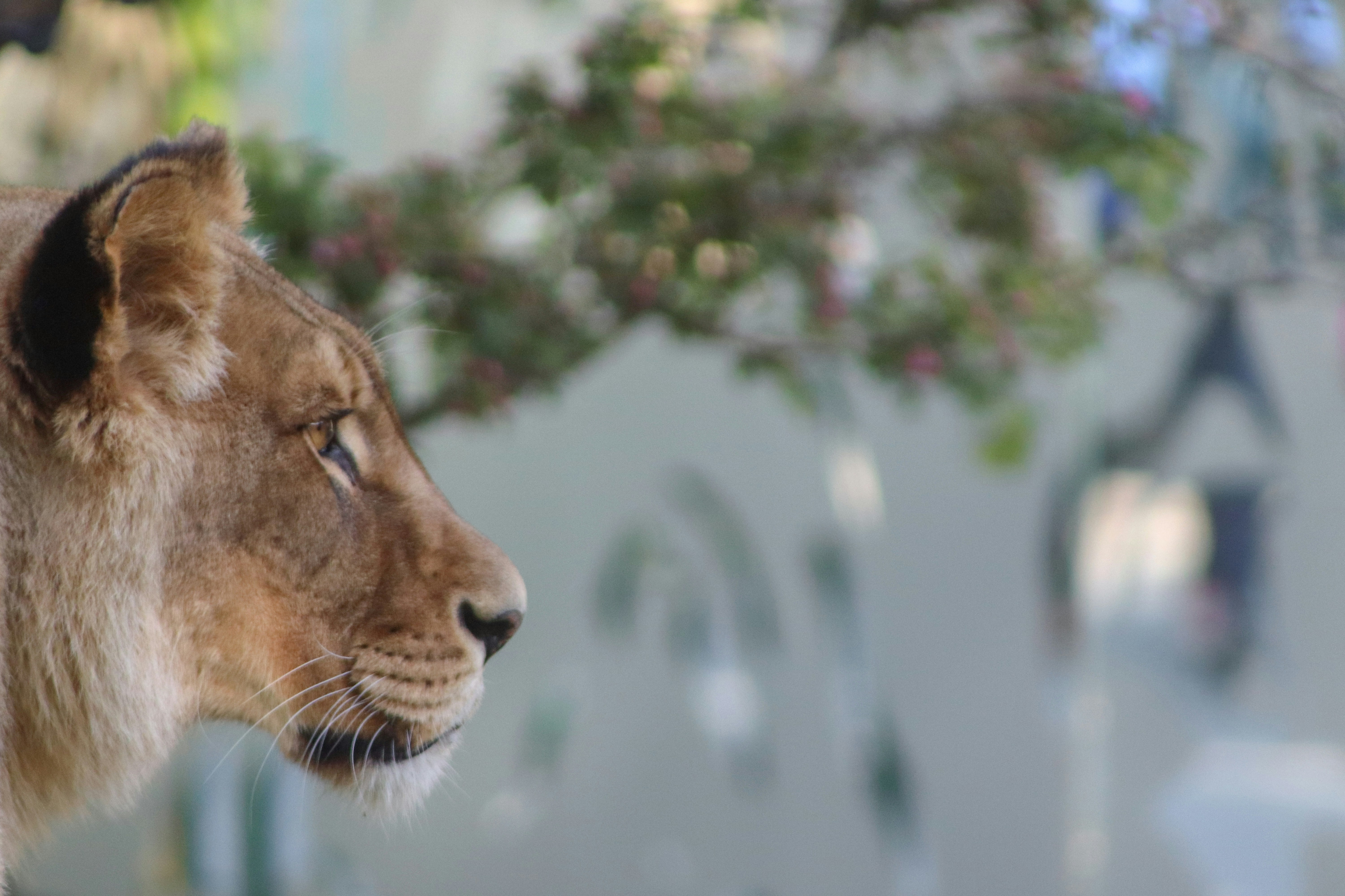 Side Profile of a Lioness: Focused Gaze against a Blur of City Flora