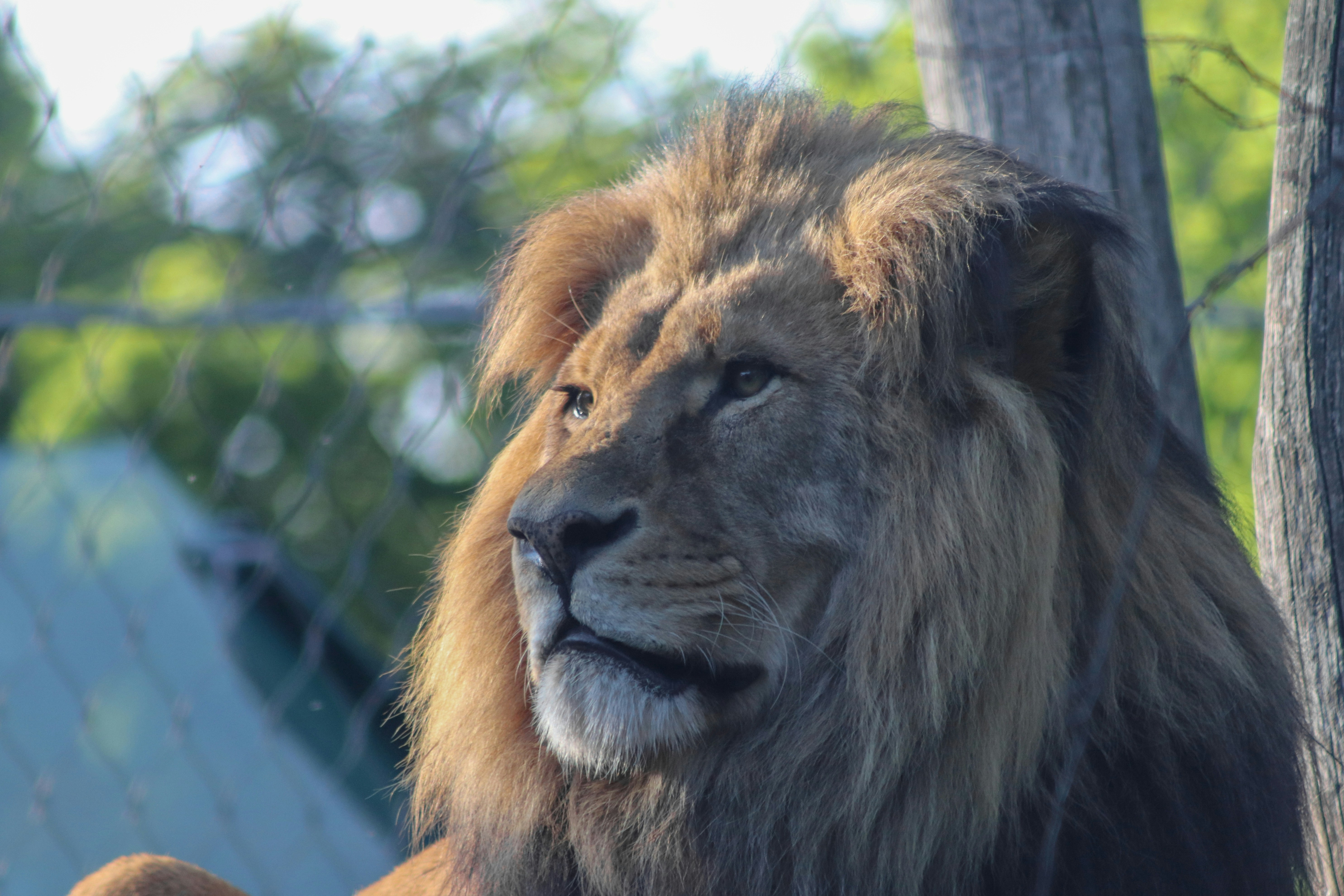 Gaze Beyond the Mesh: A Lion's Quiet Authority in Soft Light
