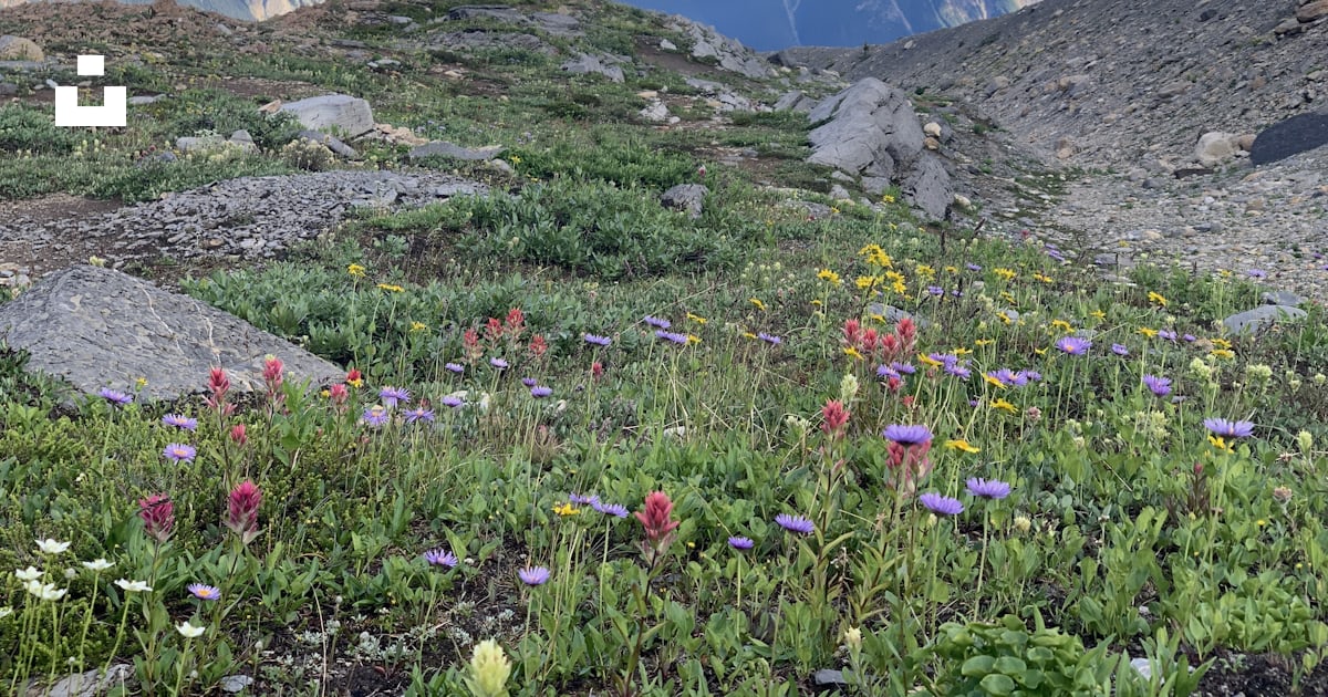 Purple and yellow flower field near mountain during daytime photo ... Purple and yellow flower field near mountain during daytime photo ...