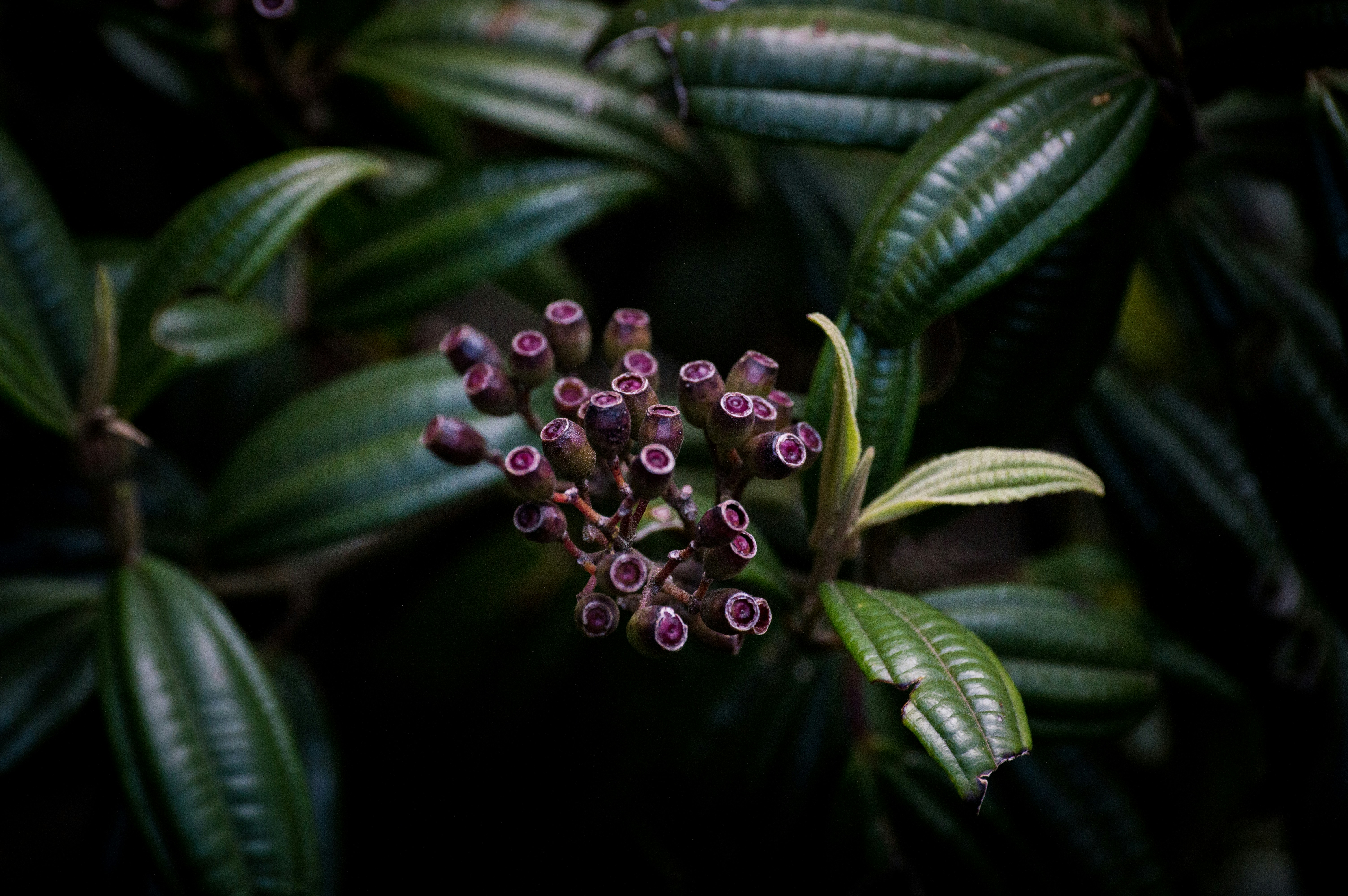 Whispered Purple Cluster Between Glossy Green Leaves