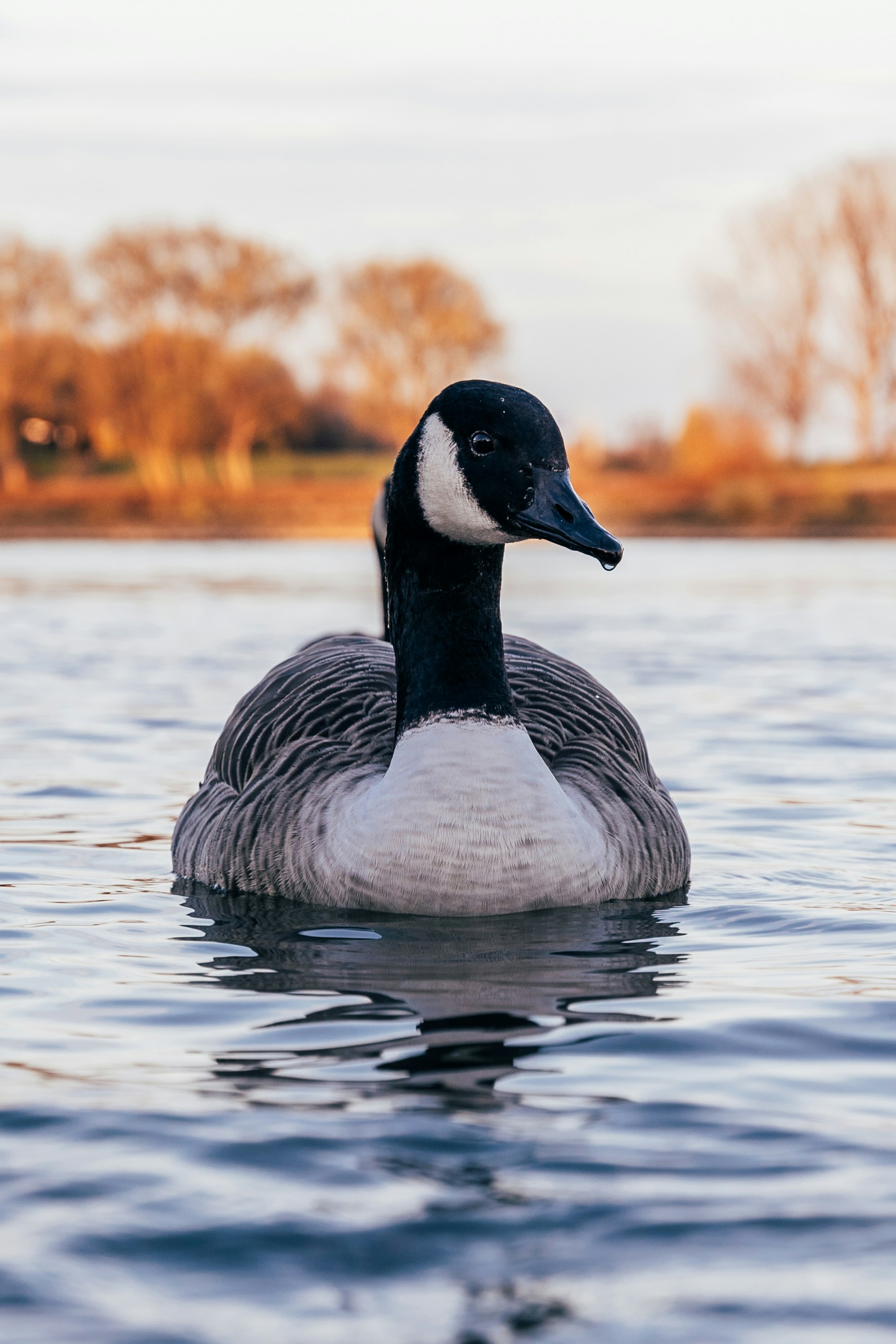 White and black duck on water during daytime photo – Free Animal Image ...