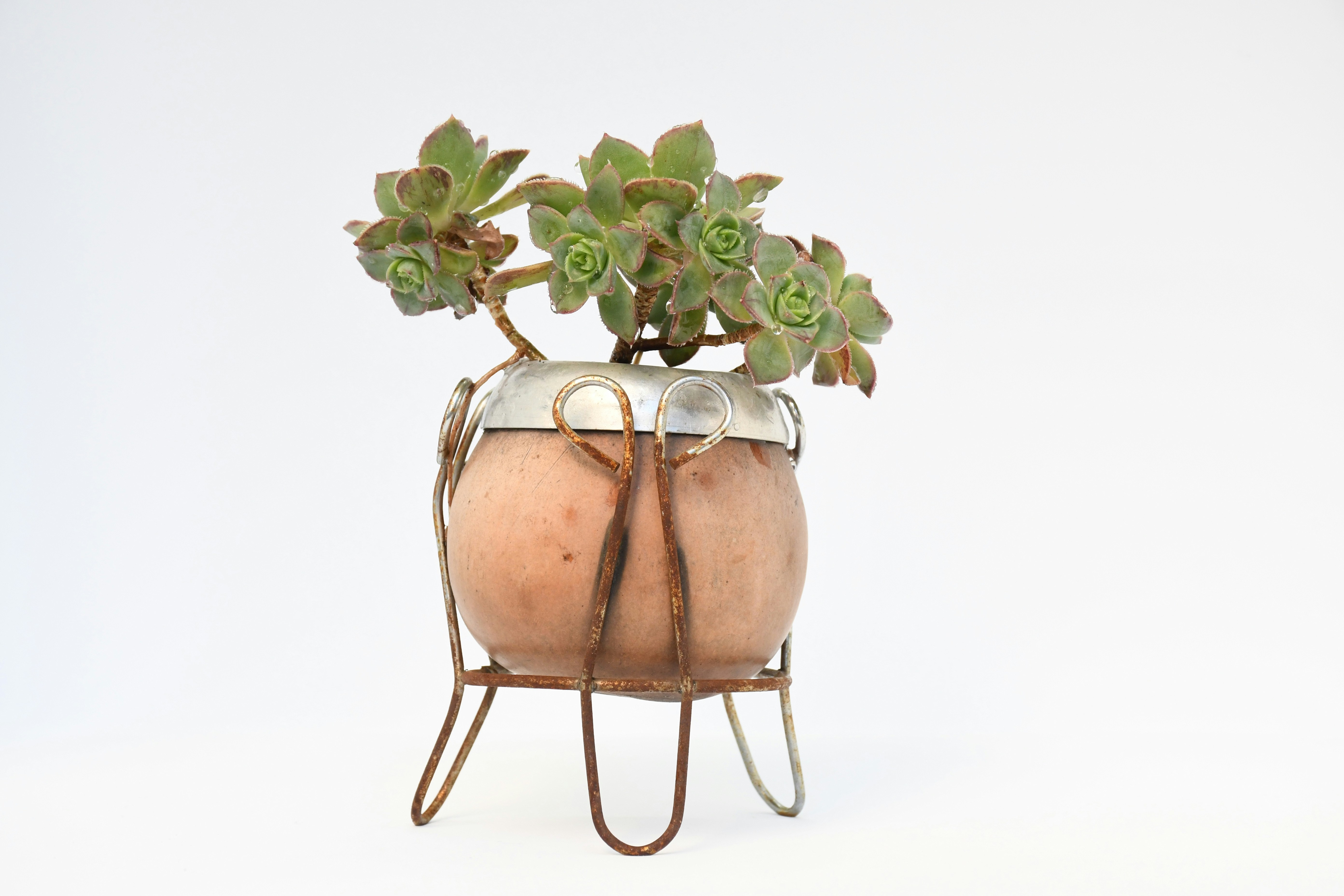Pebble-pink Pot on a Rusted Wire Stand: A Quiet Plant in a White Studio