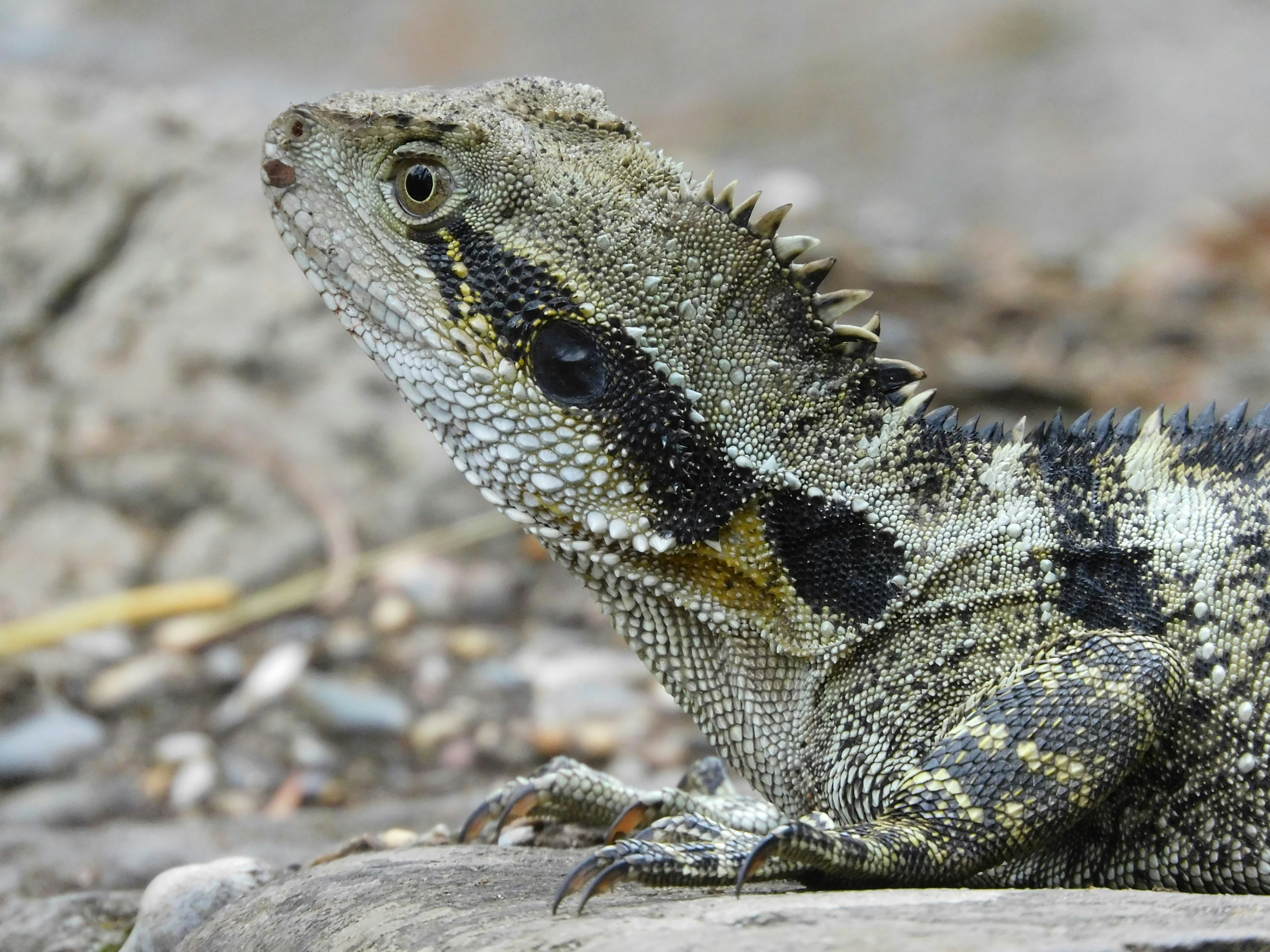 Close-up of a textured lizard resting on a log, showcasing its intricate scales and vigilant expression.