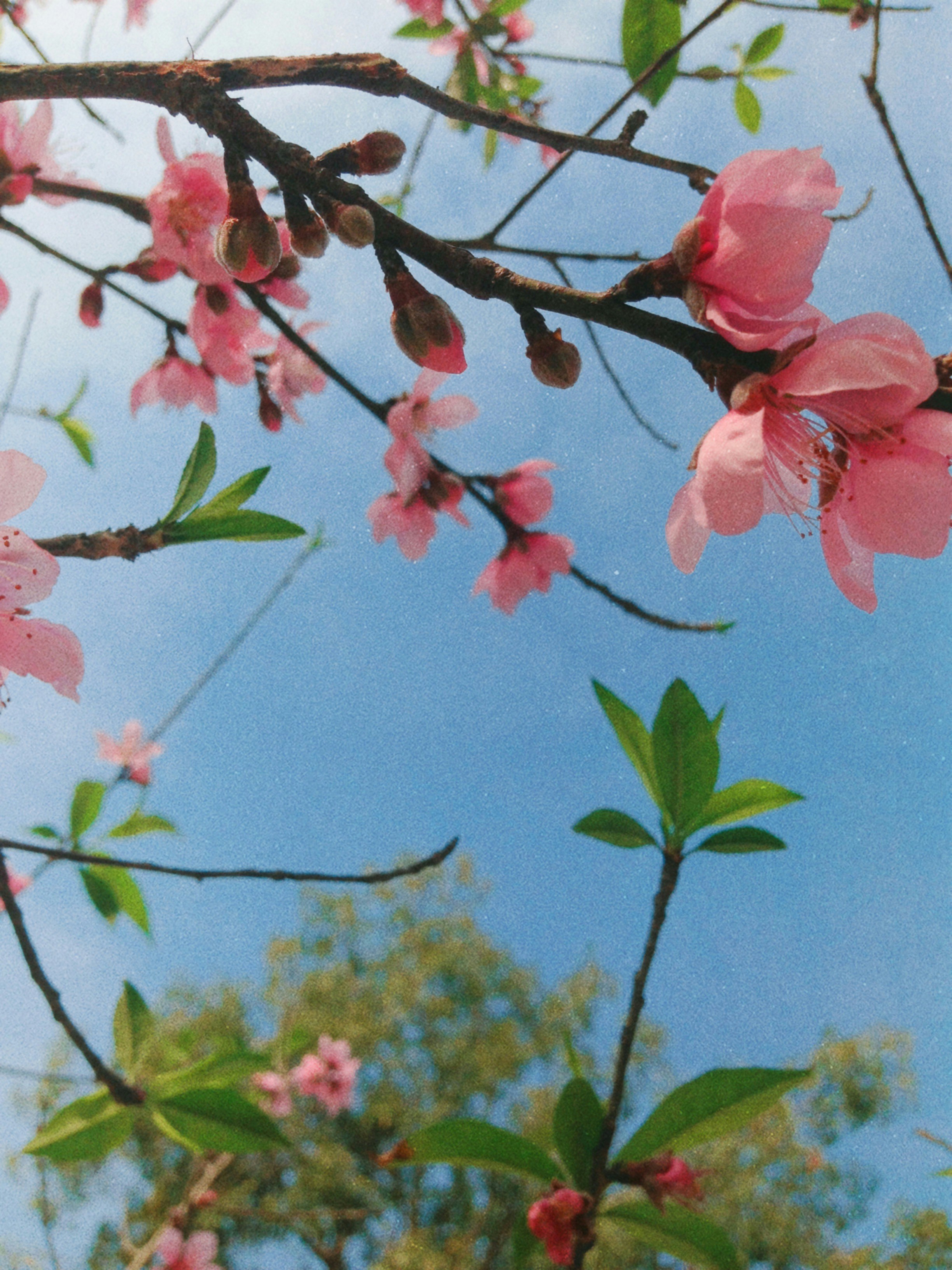 nhớ nhà, hóng tết cái lấy mấy tấm hình bông đào từ tết 2018 về edit, rồi post chơi