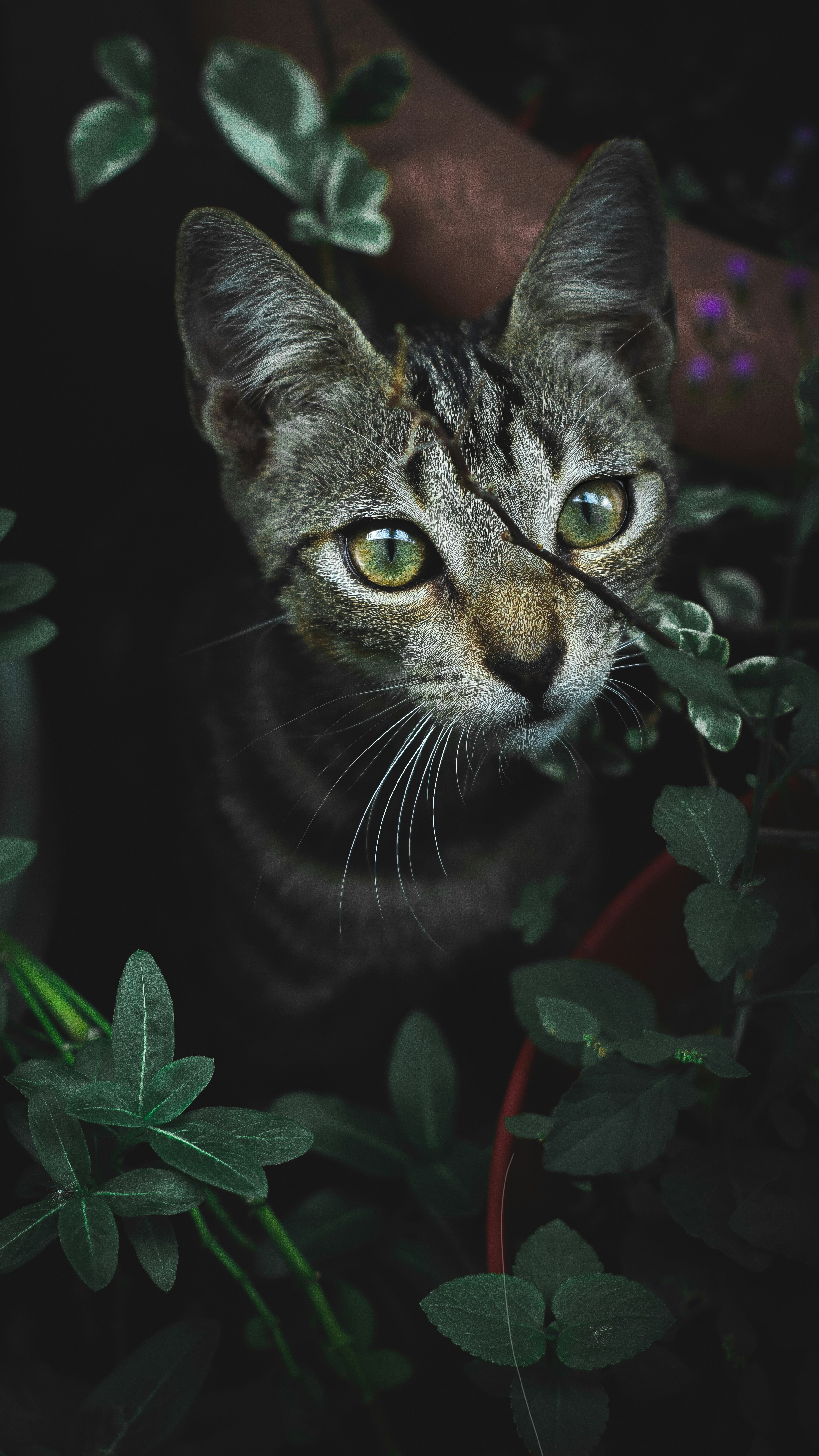 brown tabby cat in green leaves