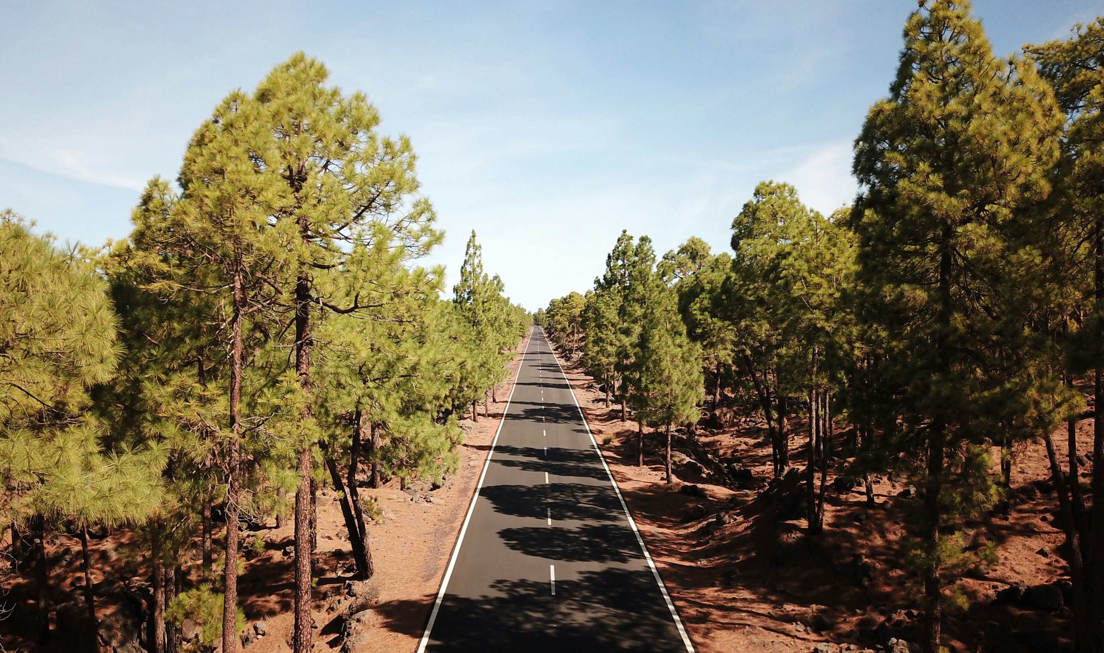 gray concrete road between green trees during daytime