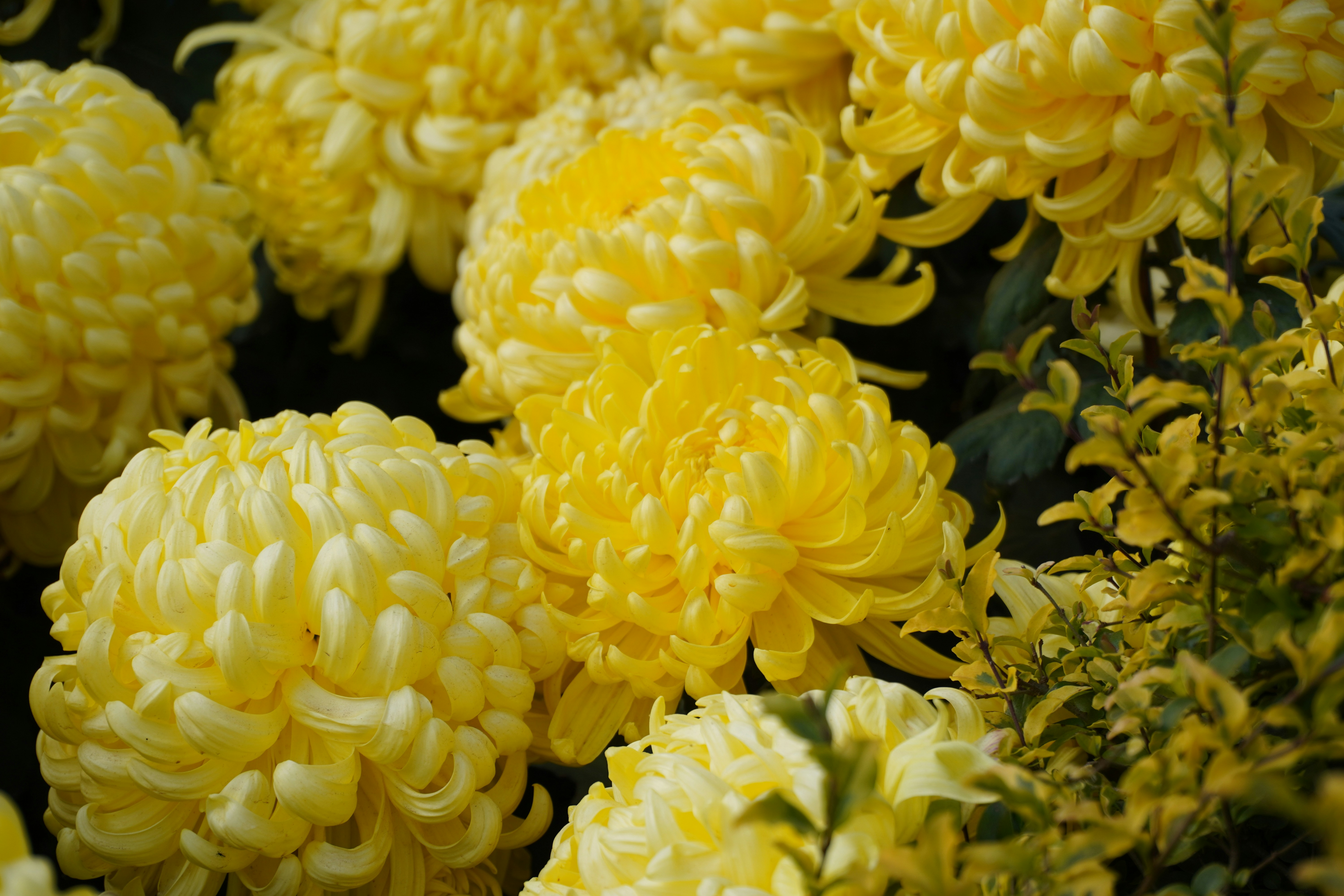 Pompon Portrait: Close-Up of Sunlit Yellow Chrysanthemums