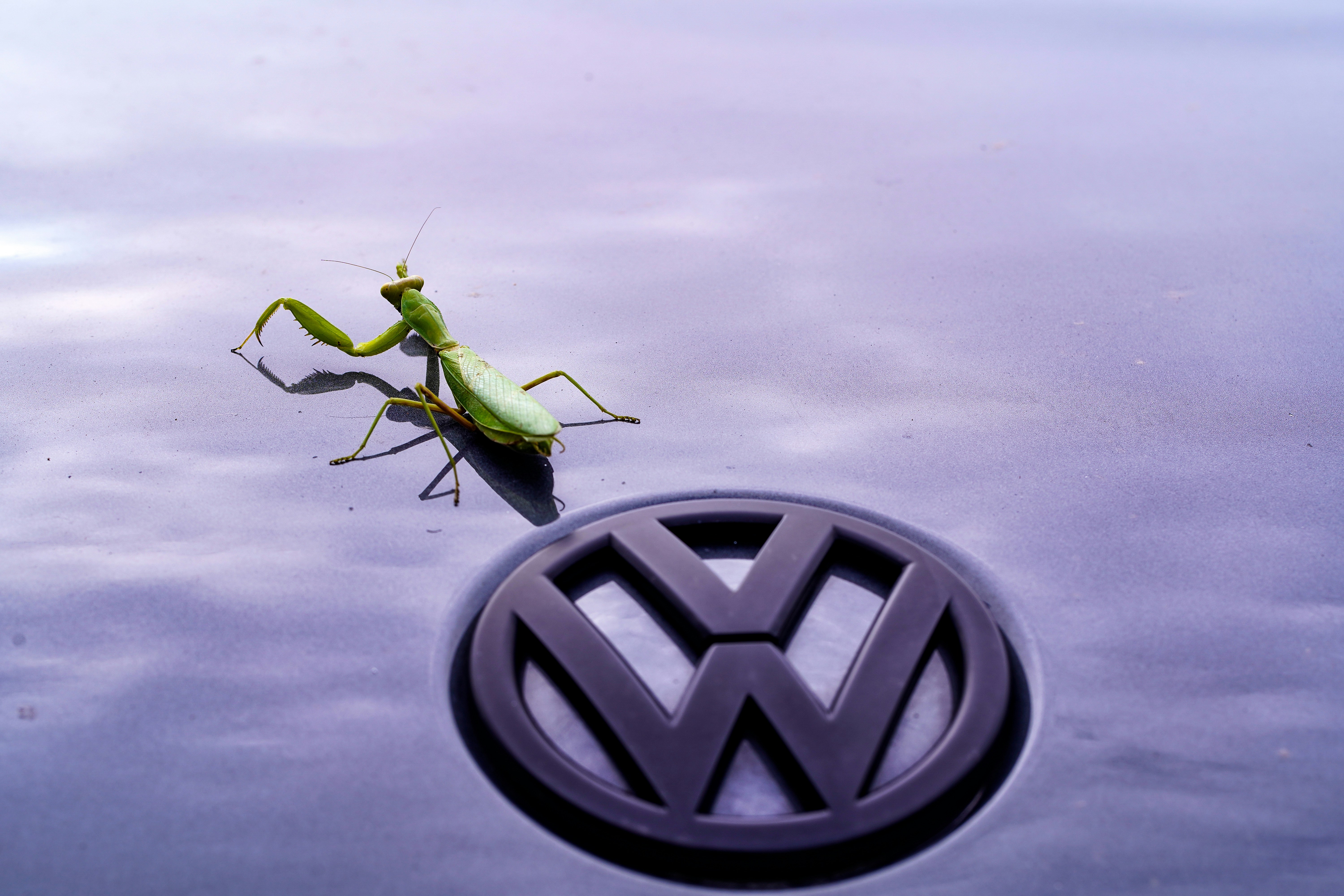 Praying mantis by the Volkswagen emblem on a glossy purple hood