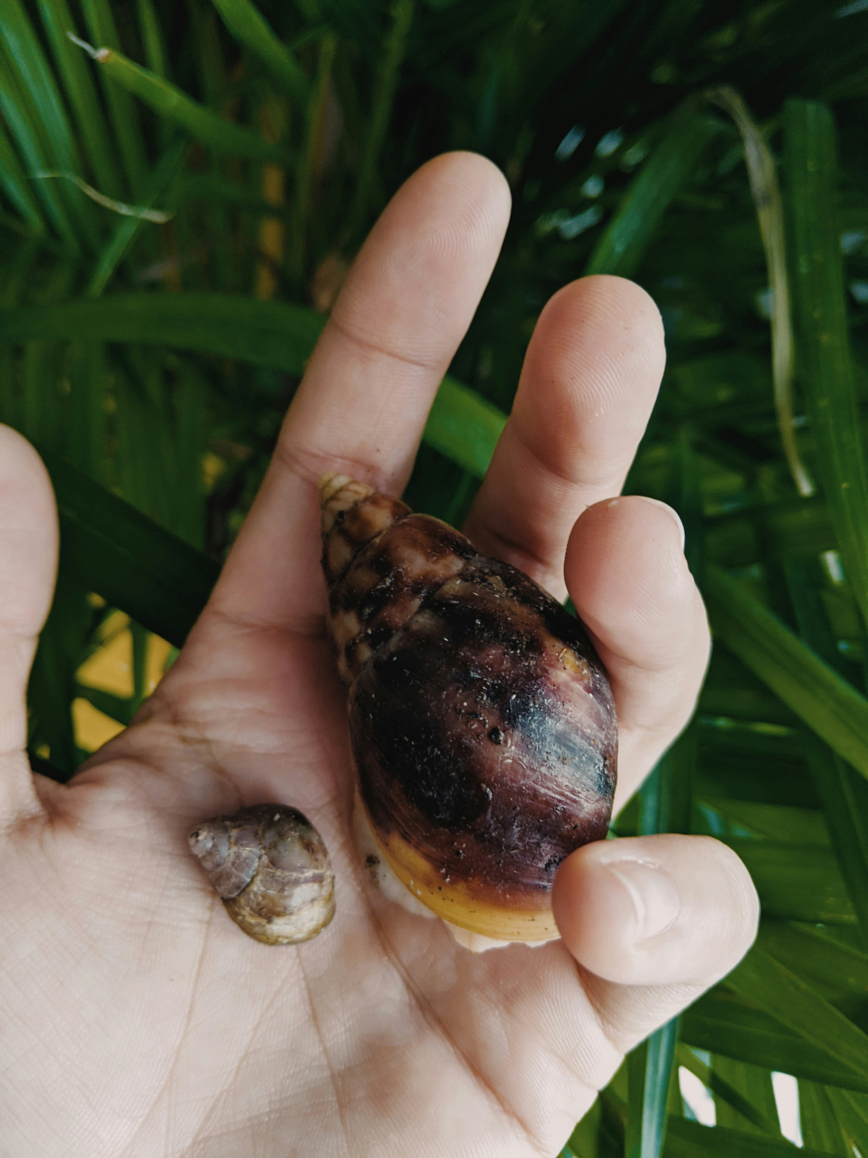 Conch in Hand: Close-Up of Textured Shells Against Jungle Green