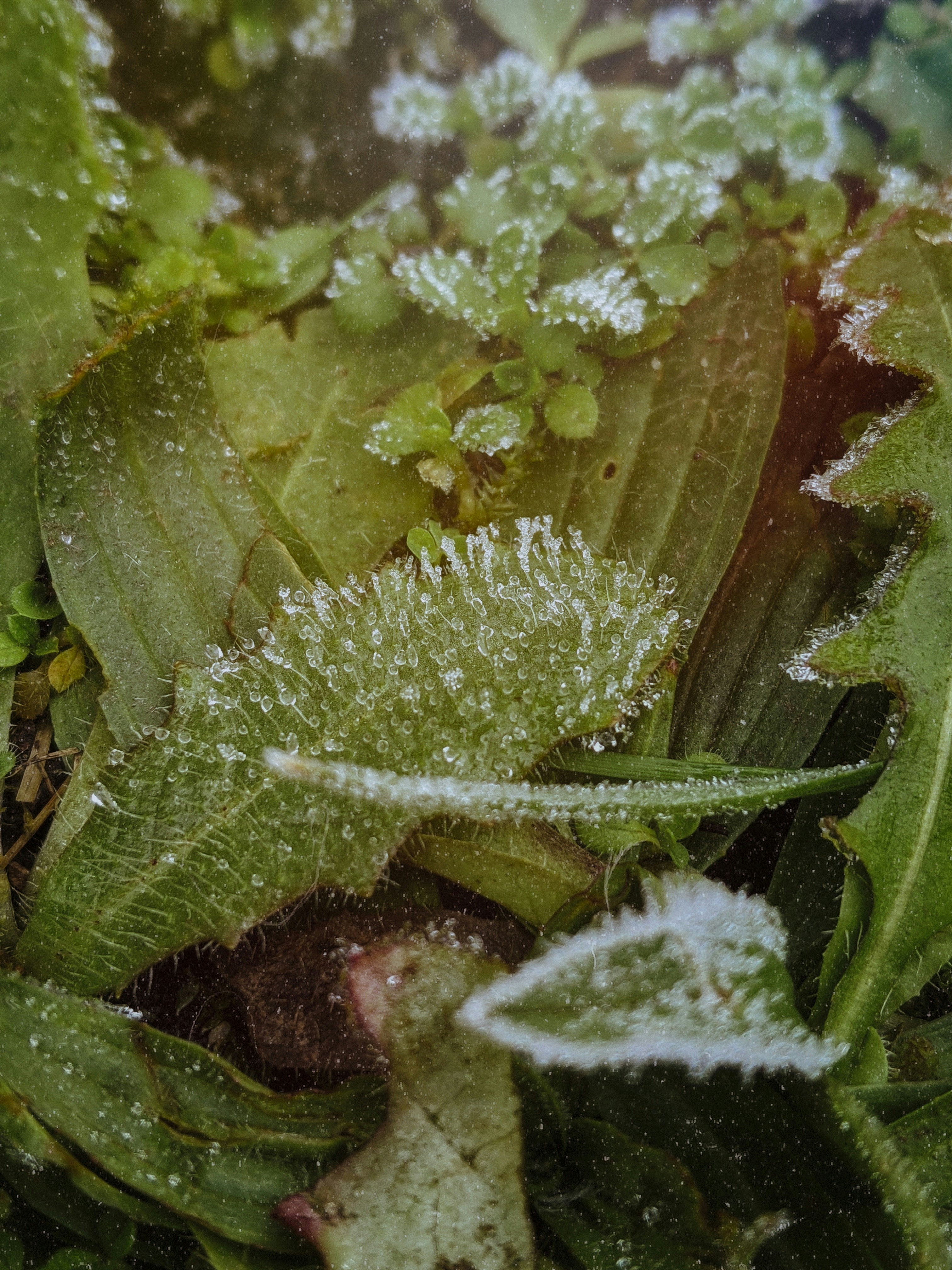 Hoarfrost Lace Adorns Green Leaves at Dawn