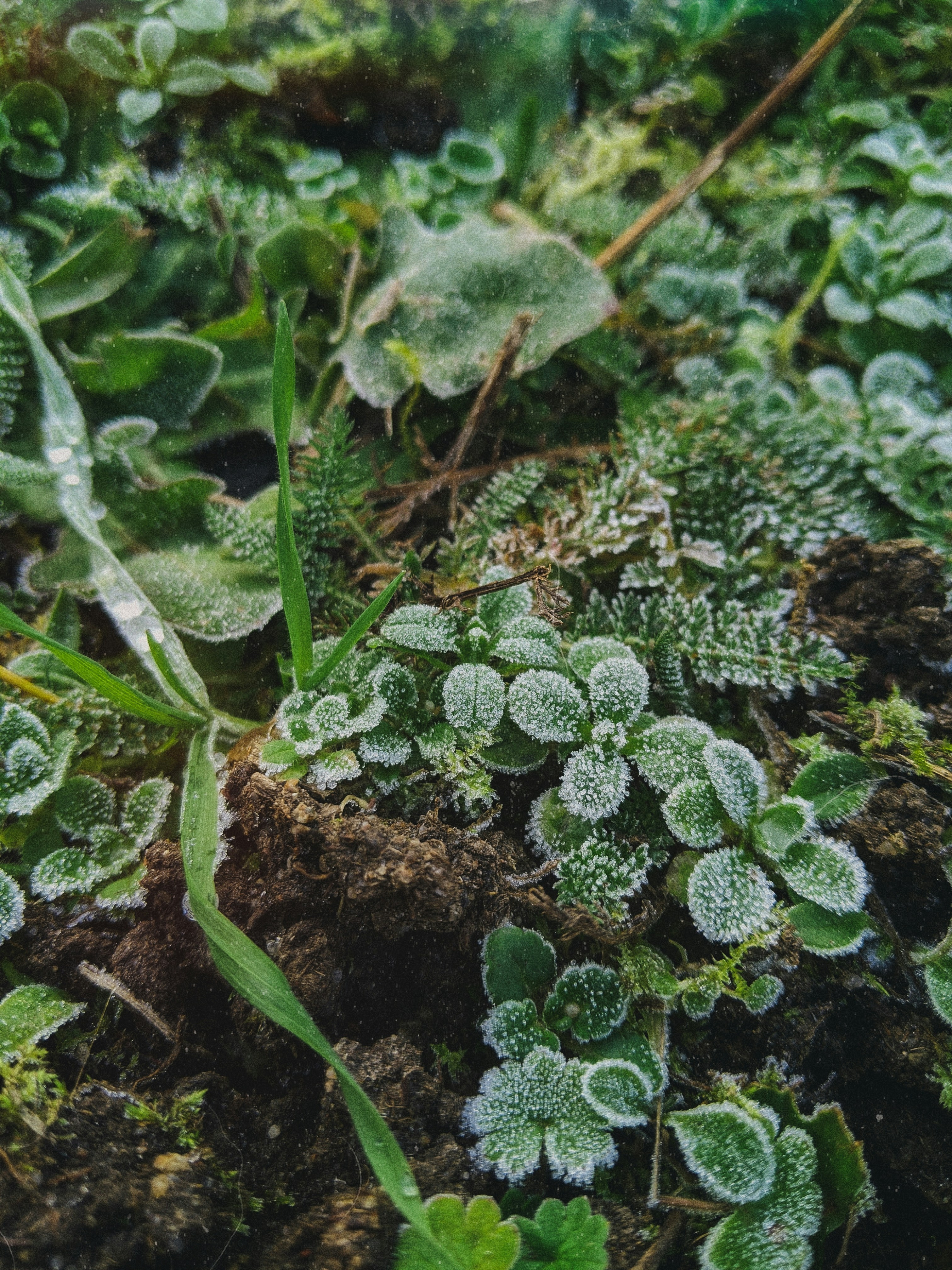 Frost-Kissed Groundcover Rosettes in Mossy Morning Light