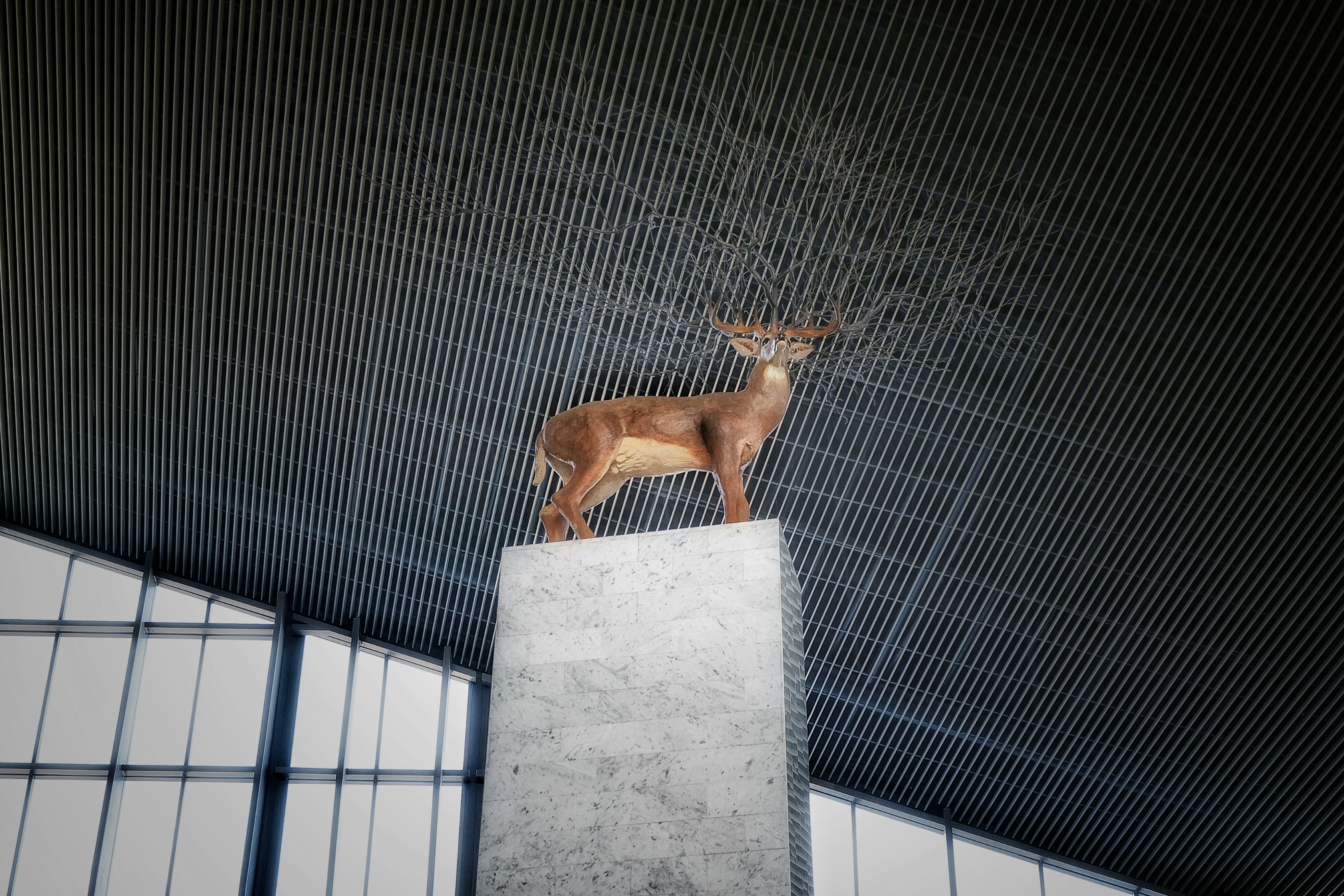 brown short coated dog on gray concrete wall