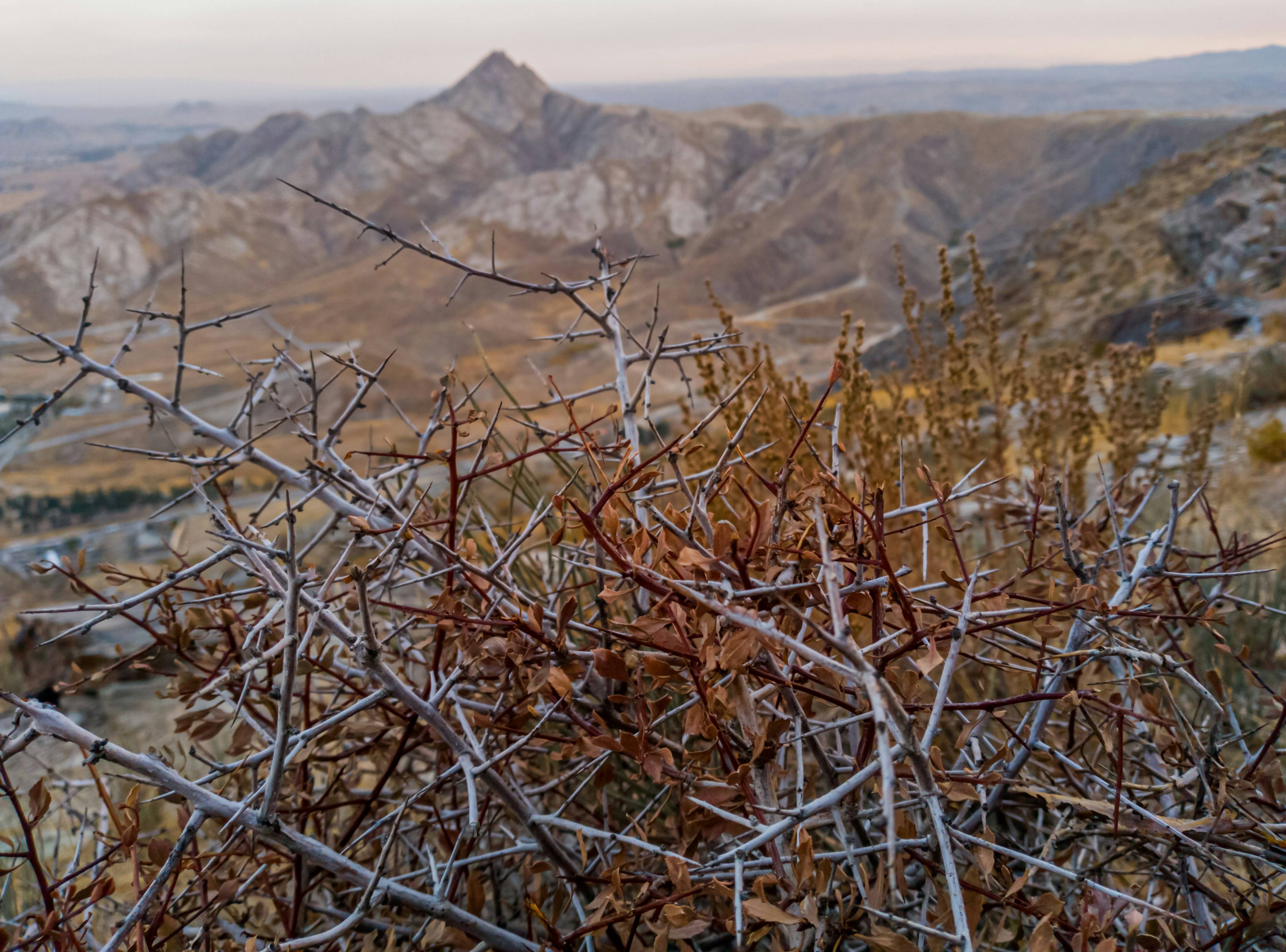 Dry twigs and foliage in the foreground frame a distant mountain range under a soft twilight sky.