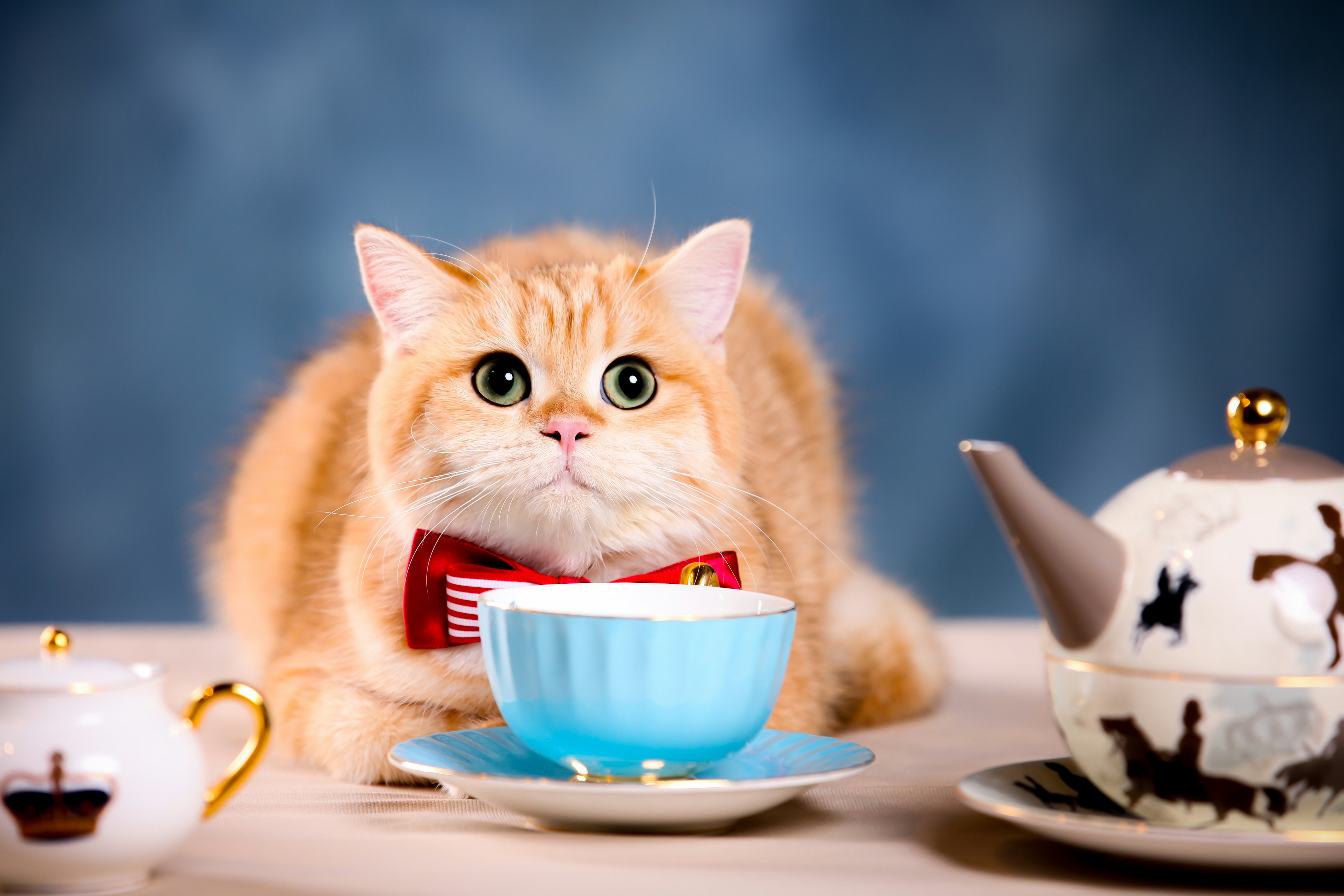 Whiskered Tea Time: A Golden Cat at the Blue Teacup Table