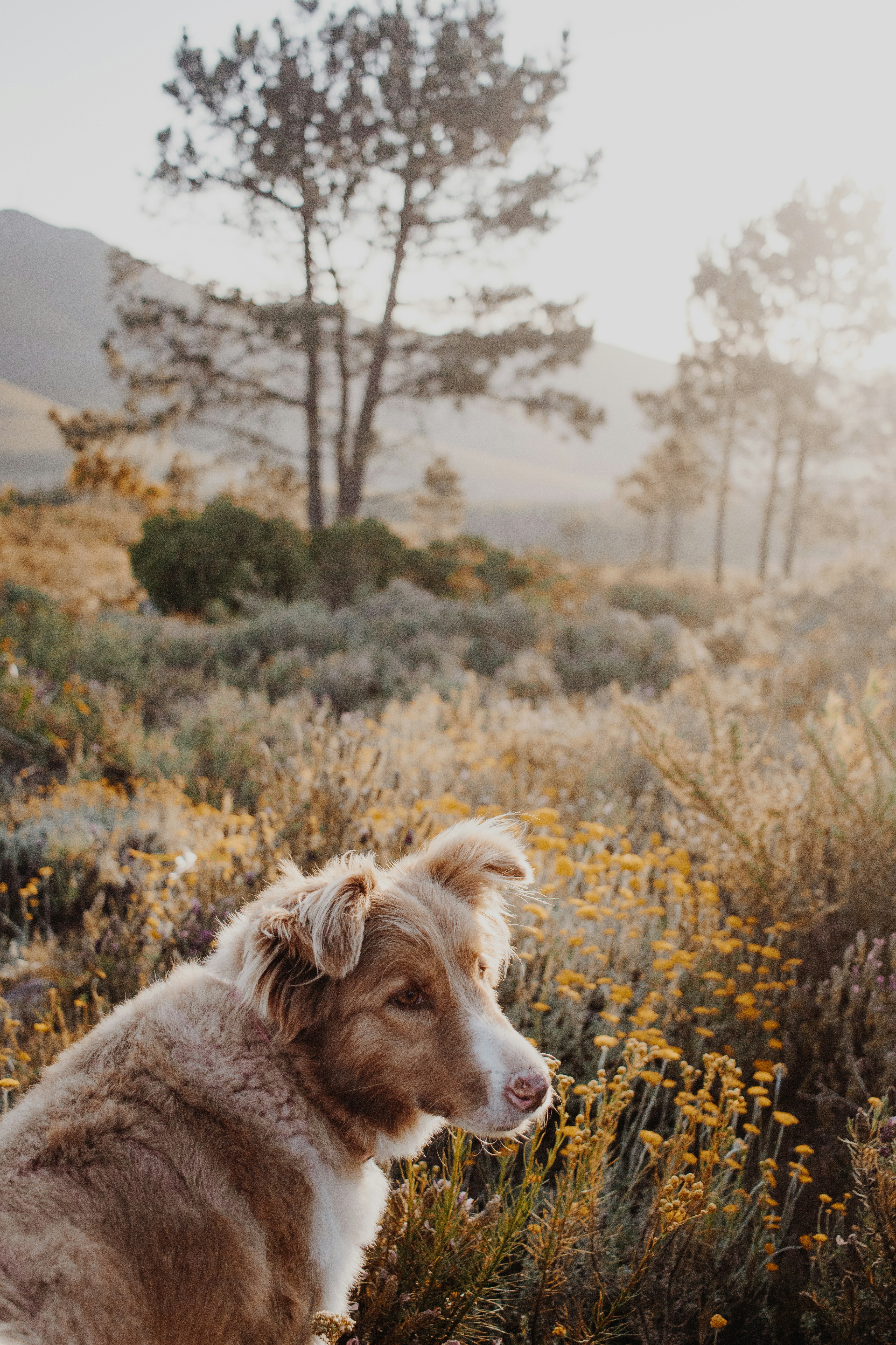 White and brown short coated dog on yellow flower field during daytime ...