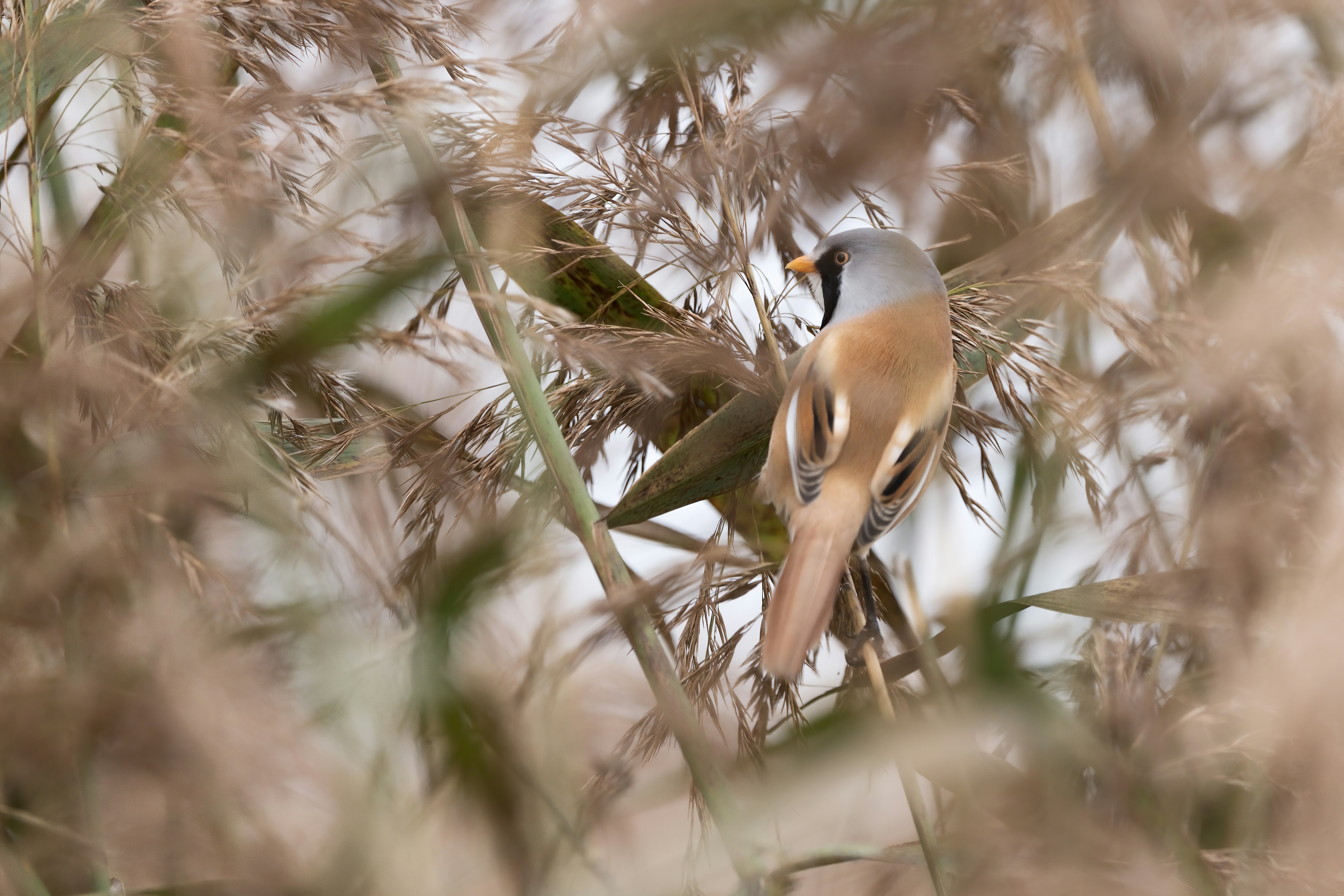 Amber Finch Among Reeds: A Quiet Portrait in Soft Focus