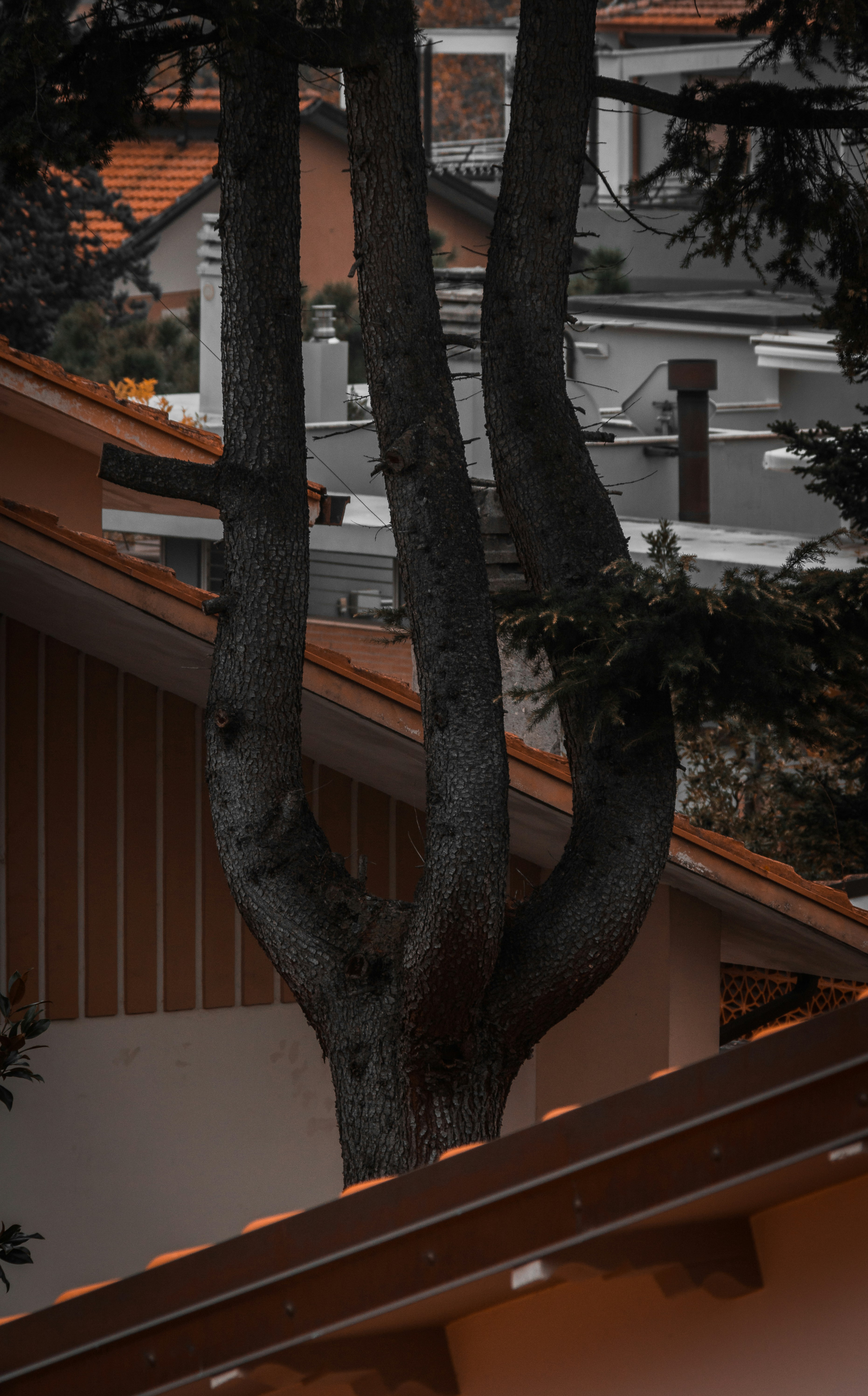 Y-branch in the foreground frames a terracotta rooftop tableau