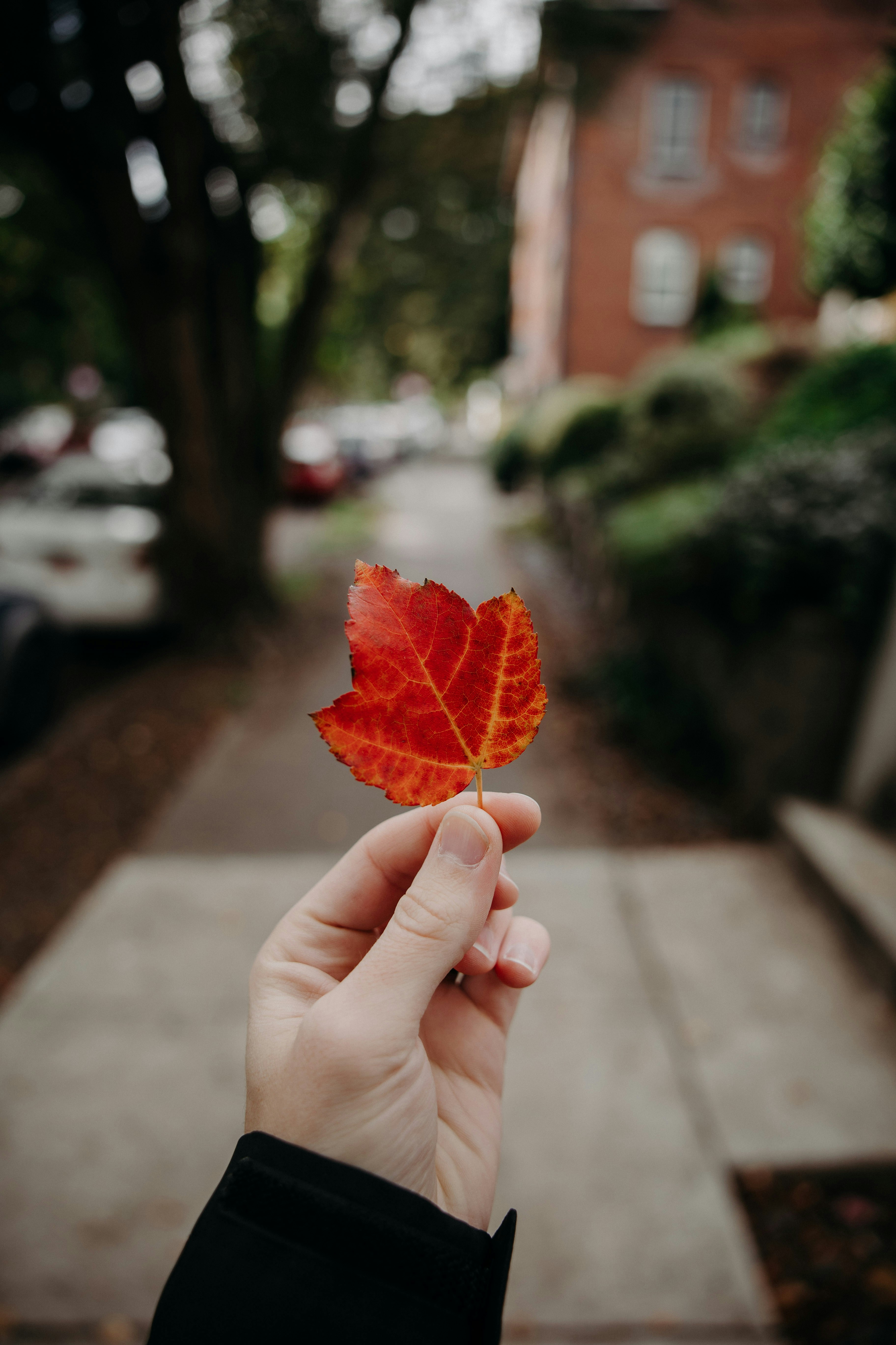 person holding orange maple leaf