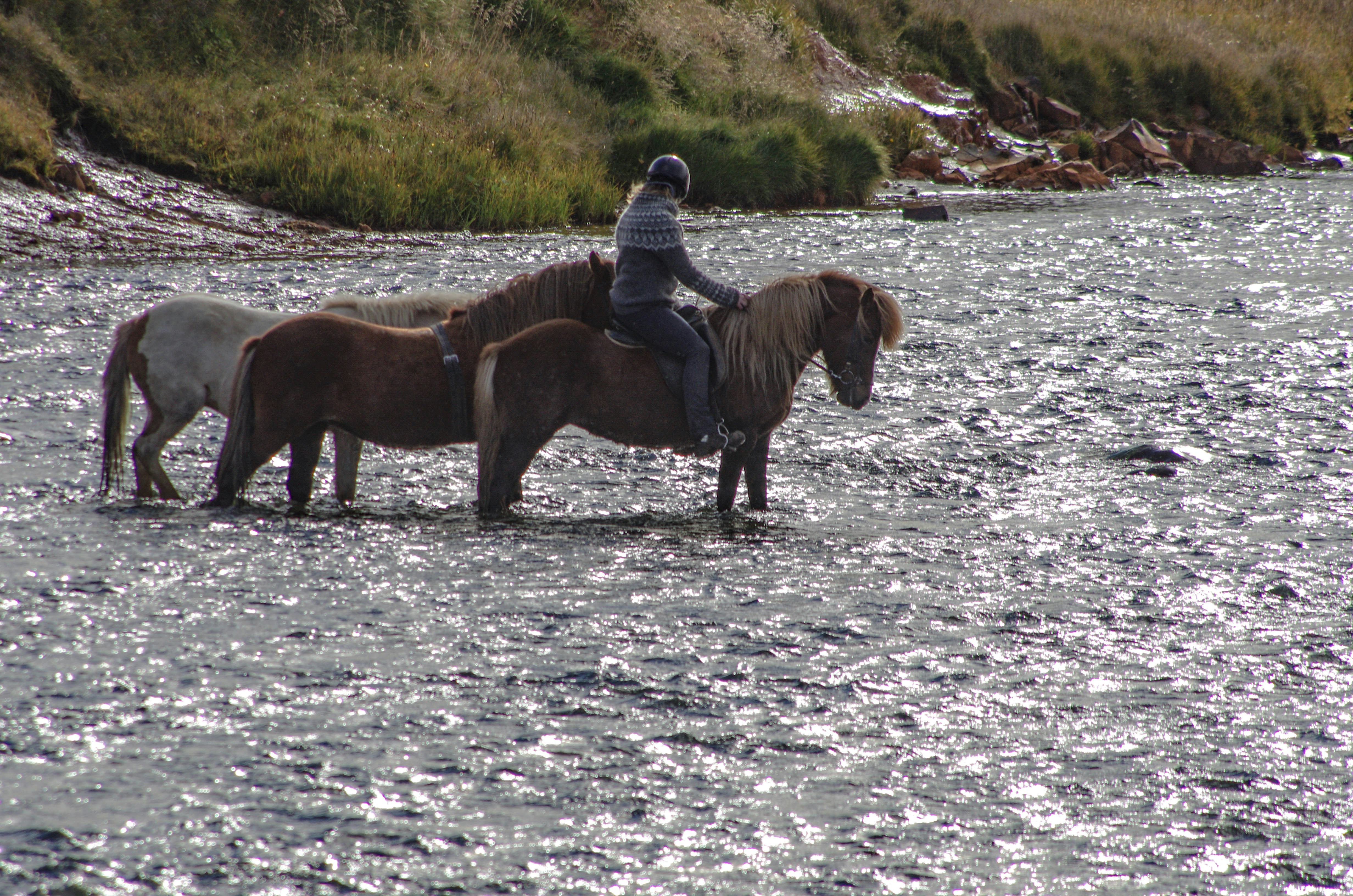 Three horses wade through a shimmering river with a rider on one, surrounded by lush green banks. The scene captures a tranquil moment in nature.