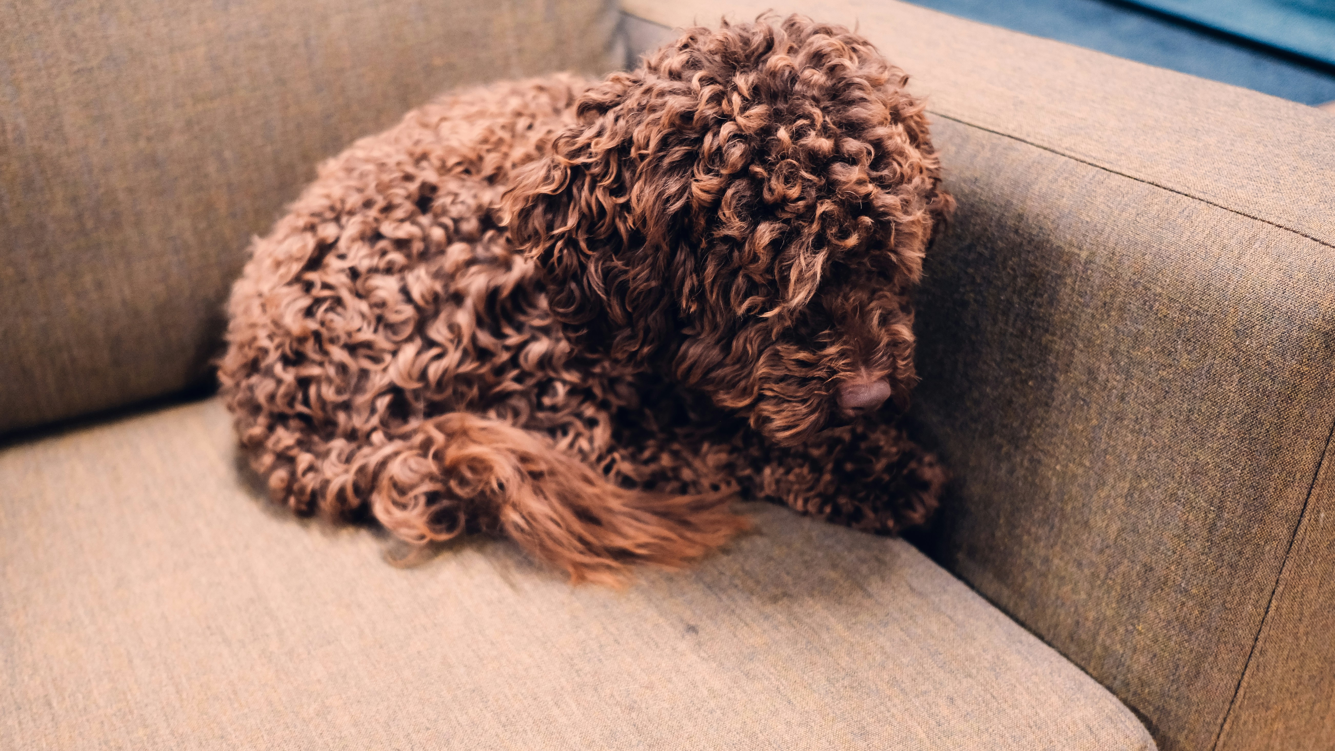 A curly-coated dog rests peacefully on a textured sofa, embodying comfort and tranquility.