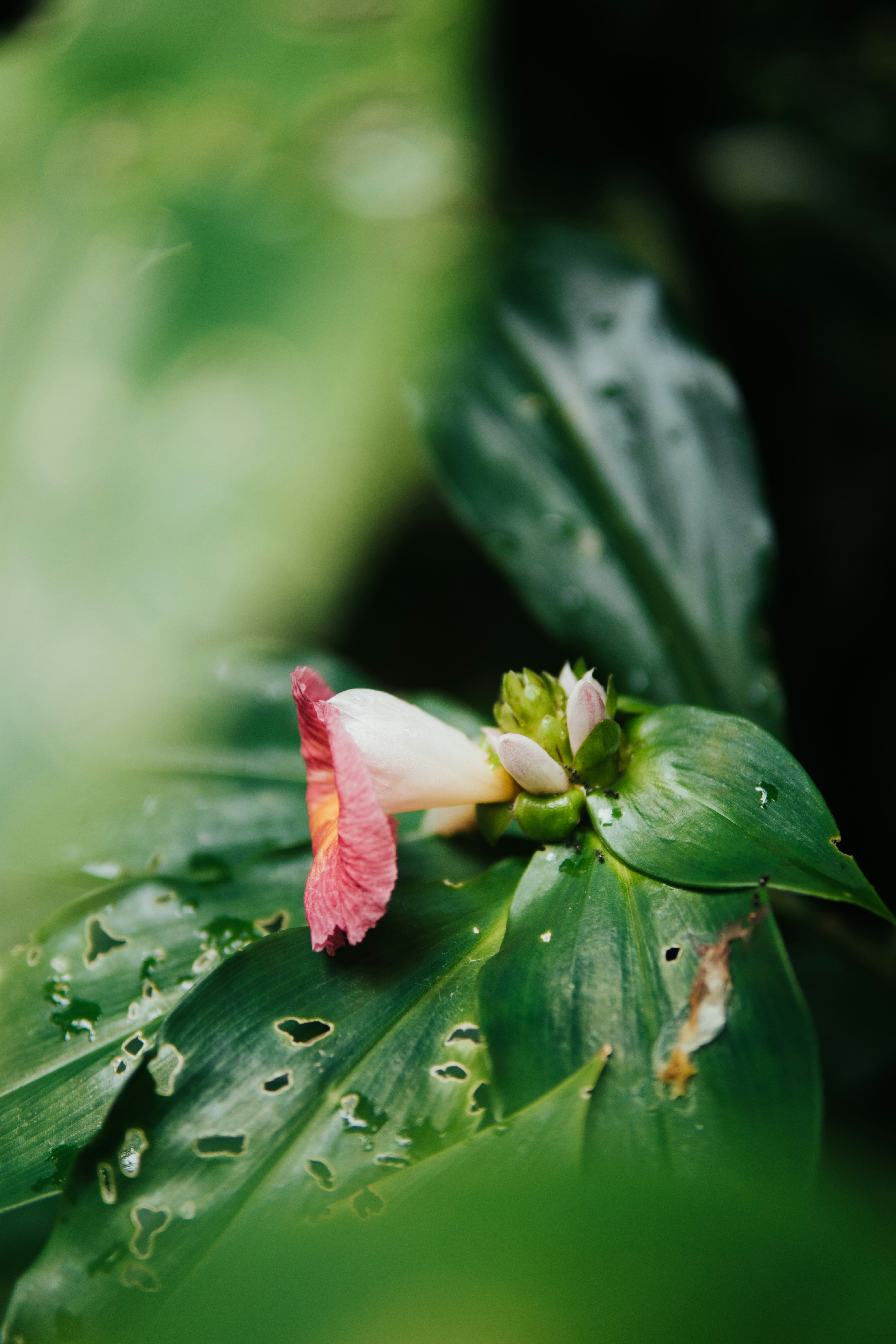 Pink-tipped bloom descends from a lush green leaf forest