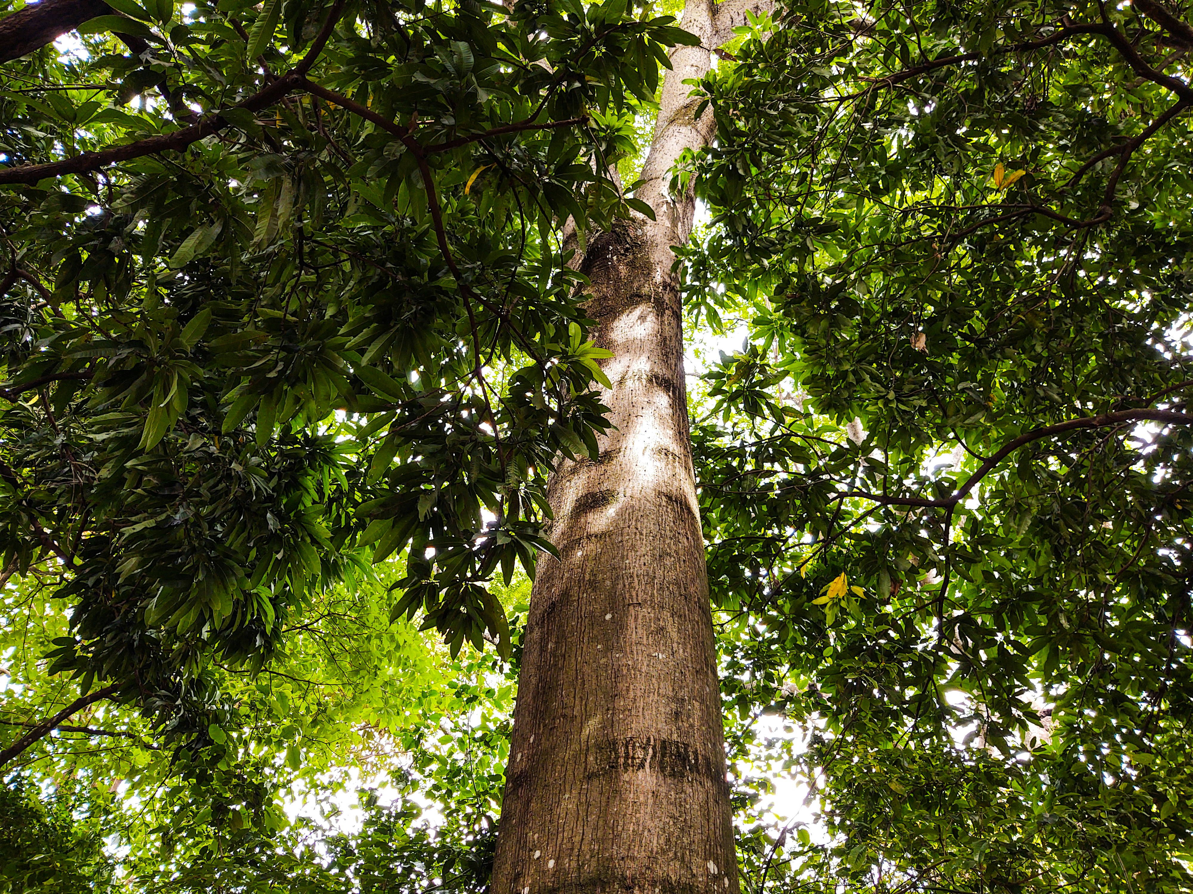 Tall tree trunk reaching skyward through lush green foliage.