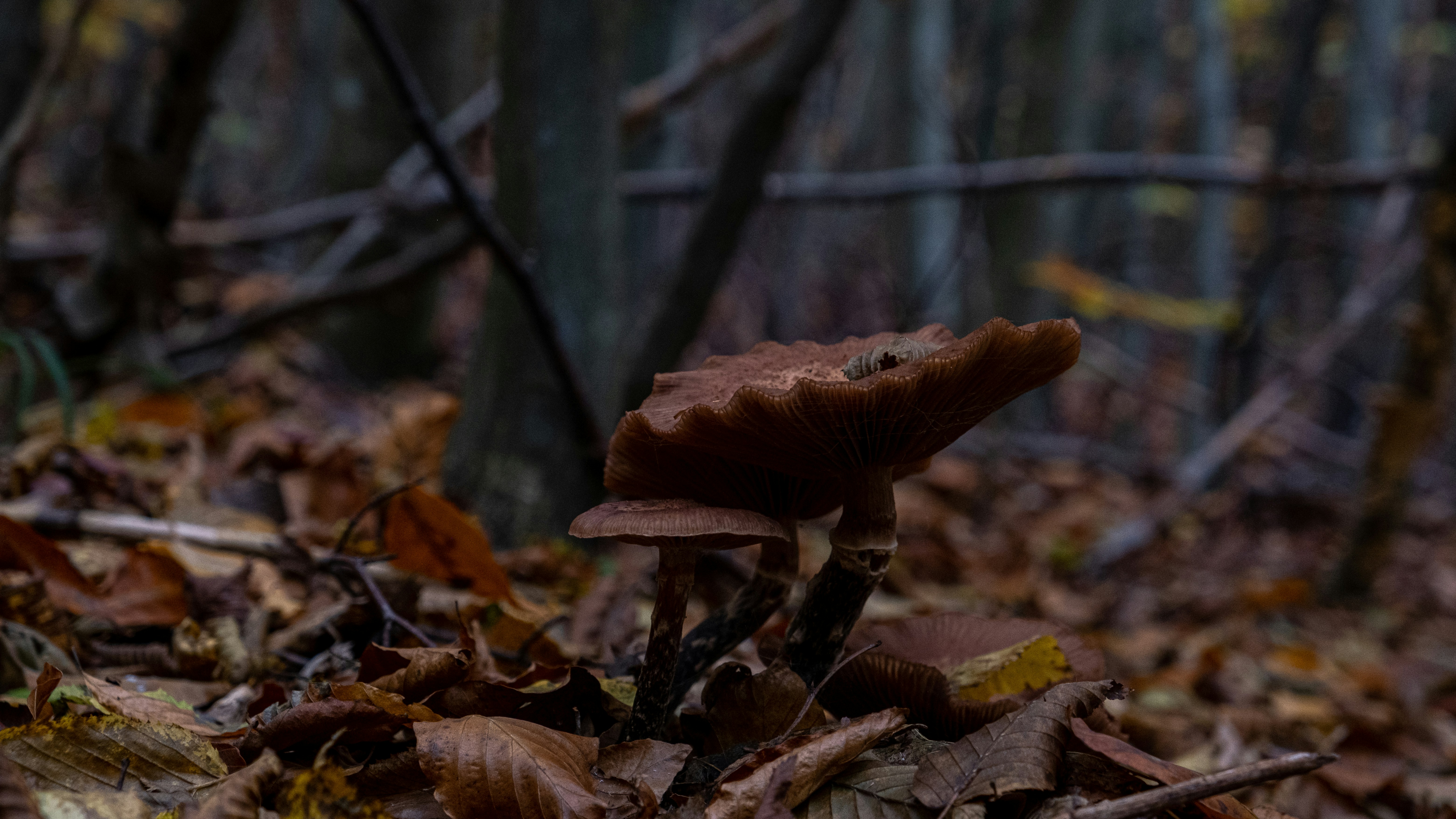 brown mushroom on brown dried leaves