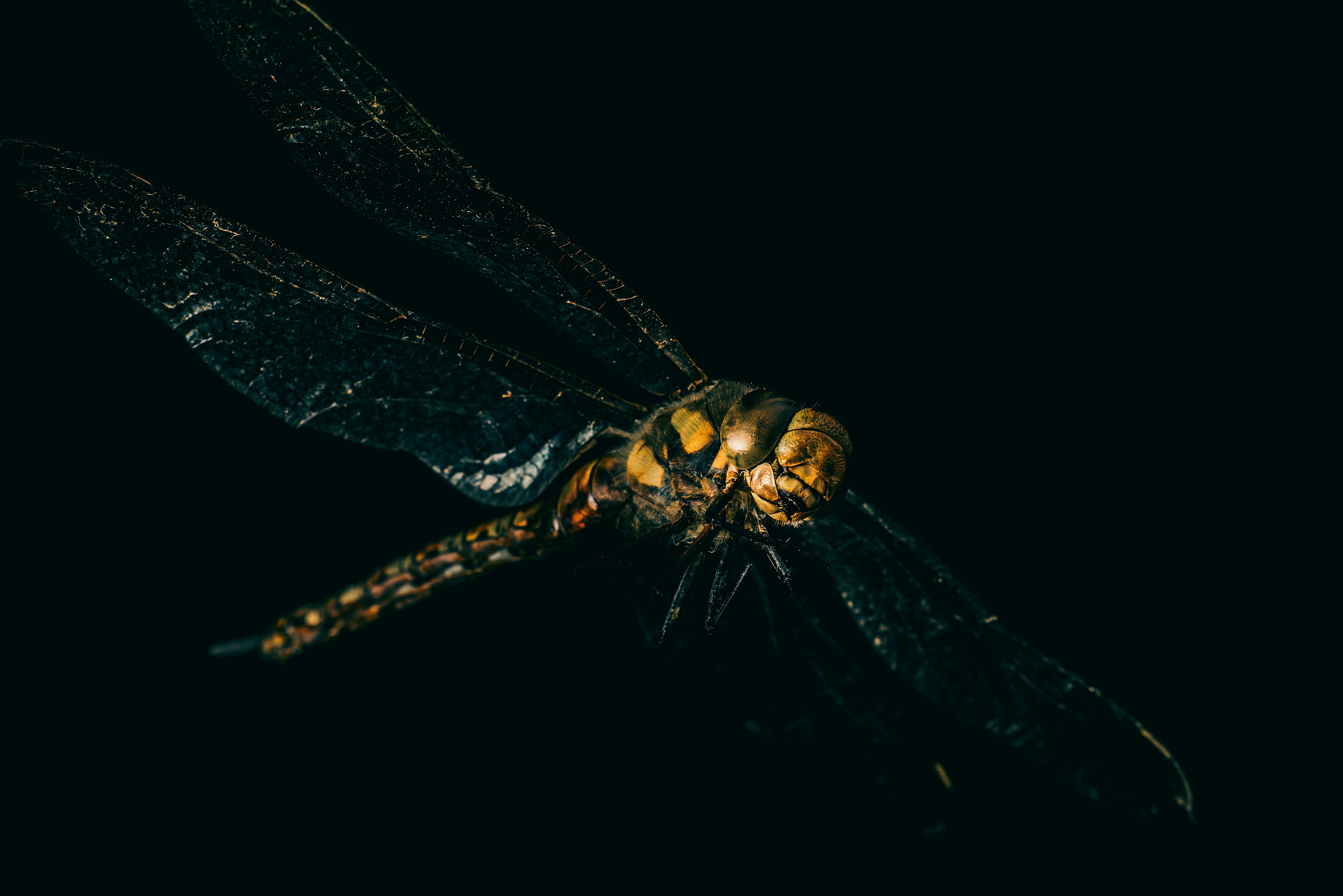 Midnight Ember: Dragonfly Macro in Velvet Darkness