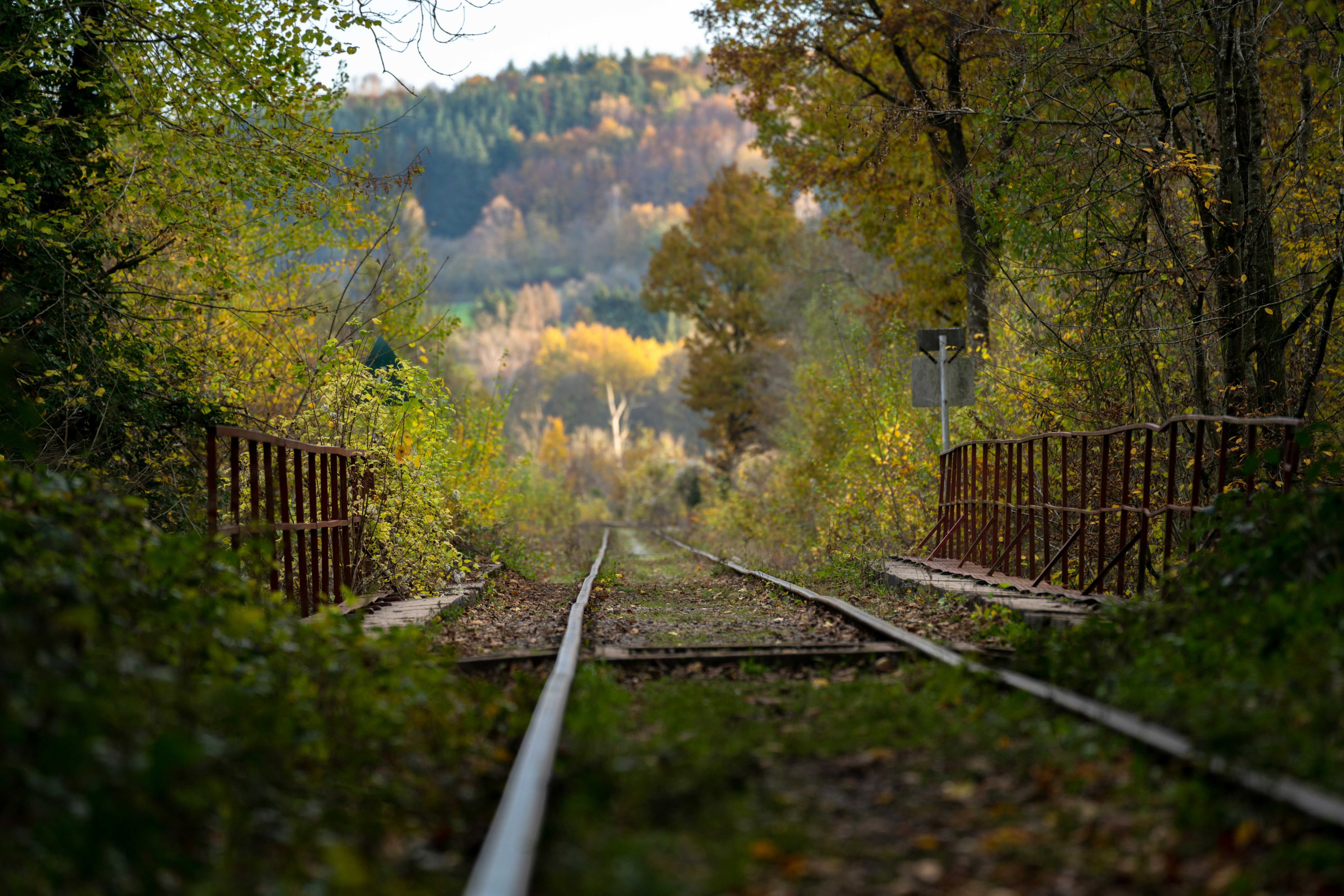 Autumn Rails: Vanishing Track Through a Quiet Forest