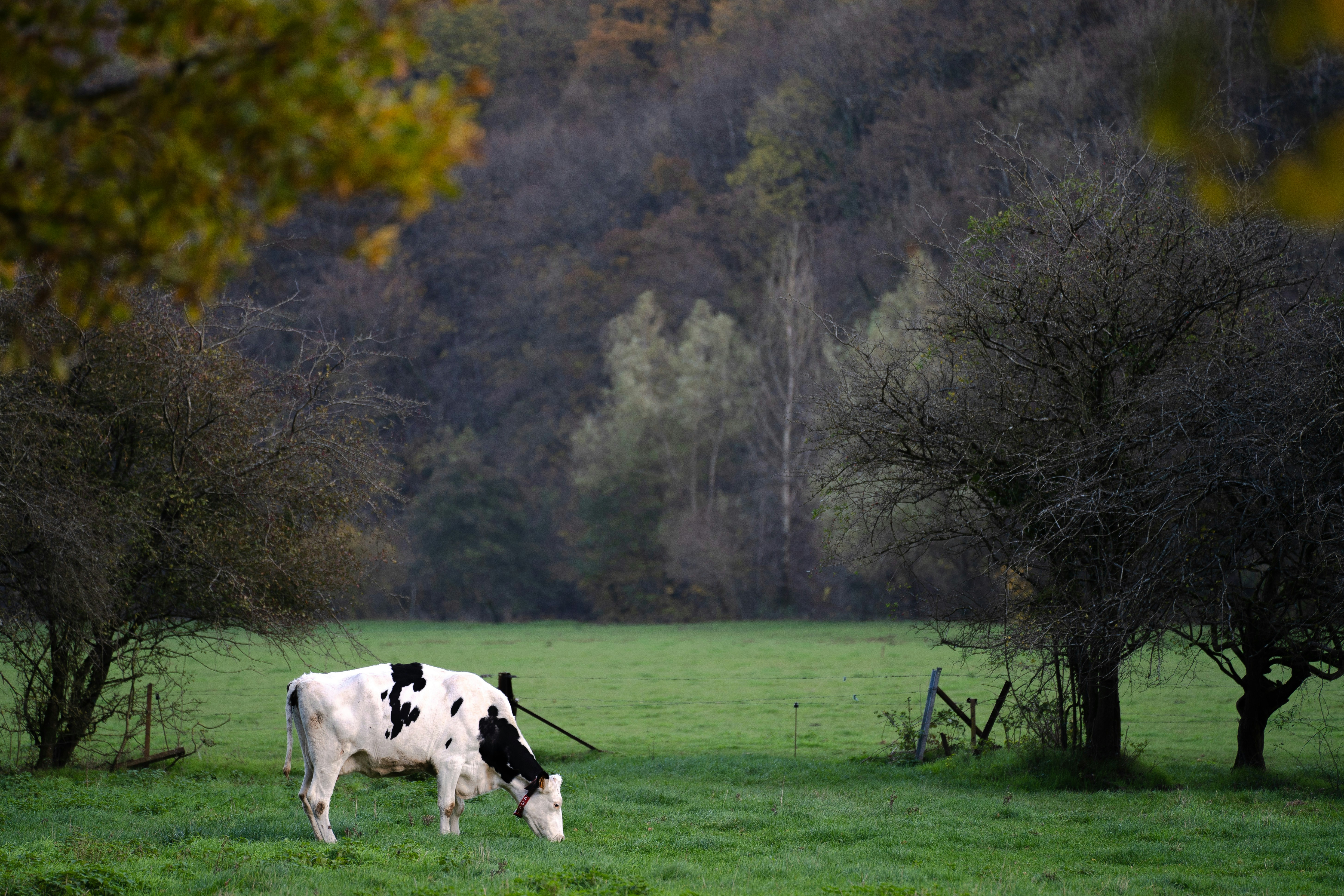 White and black cow on green grass field during daytime photo – Free ...