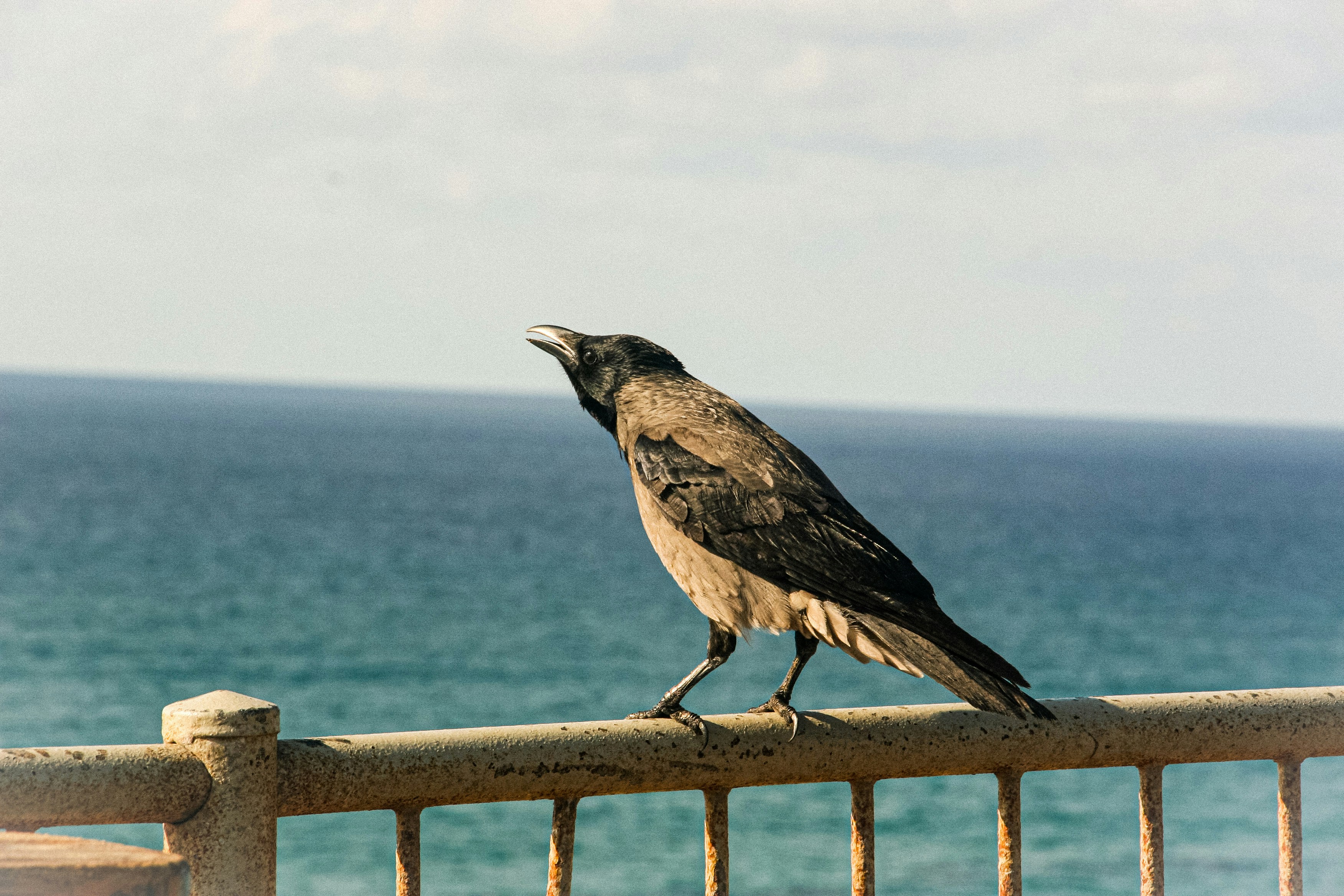 Seaside Serenade: Crow's Coastal Perch