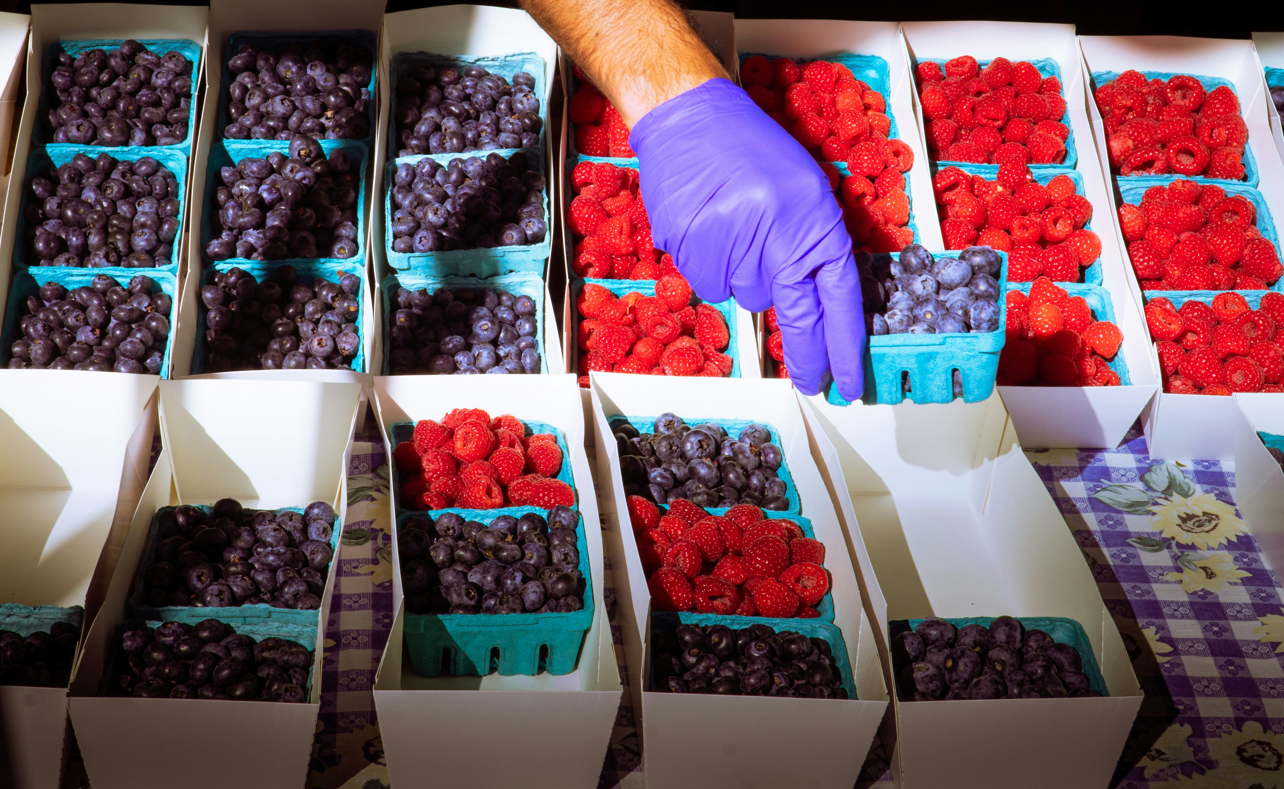 Gloved Hand Sorting Berries in a Fresh Produce Box Row