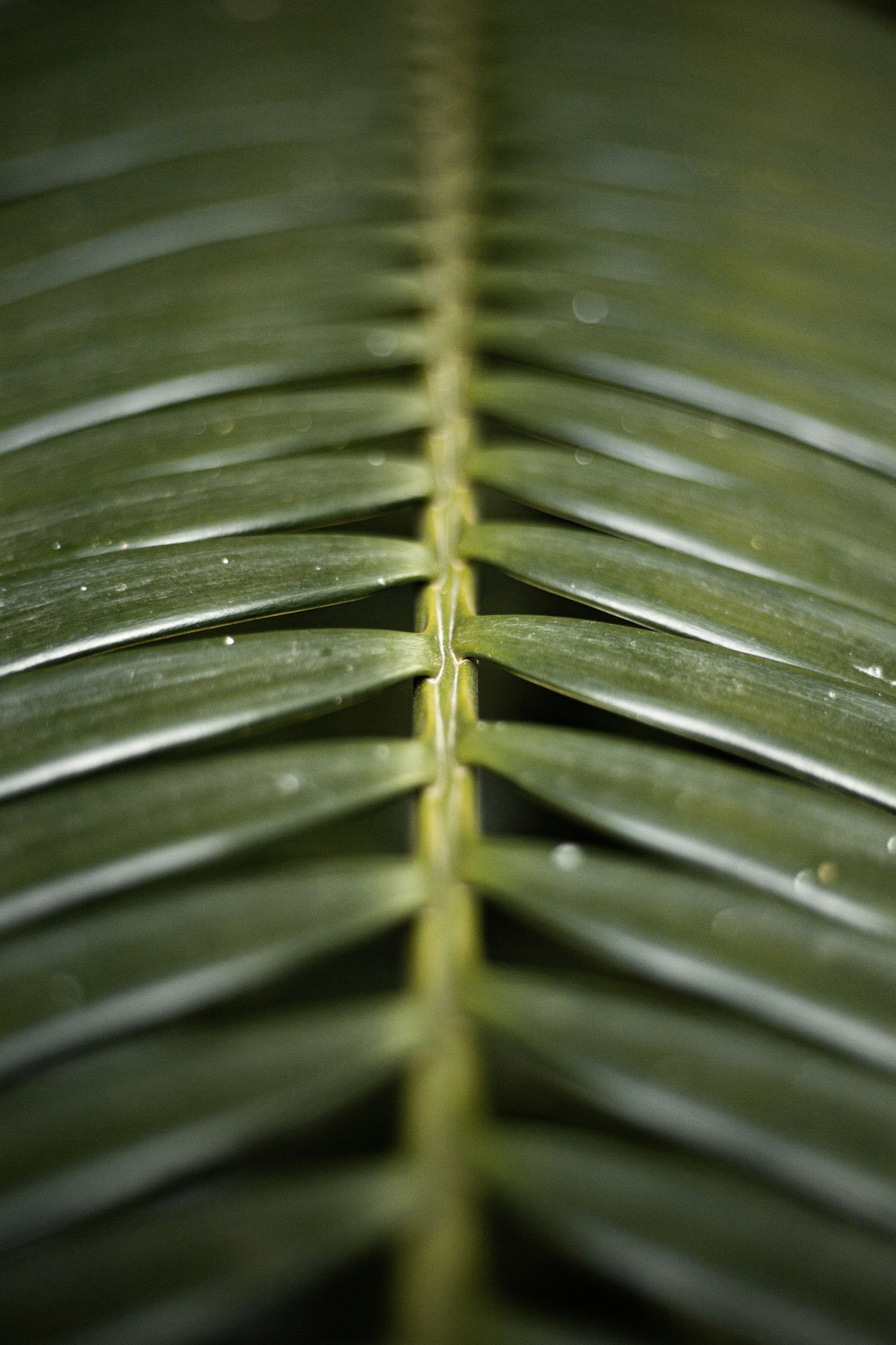 Midrib Mirror: a precise macro portrait of a leaf's central axis