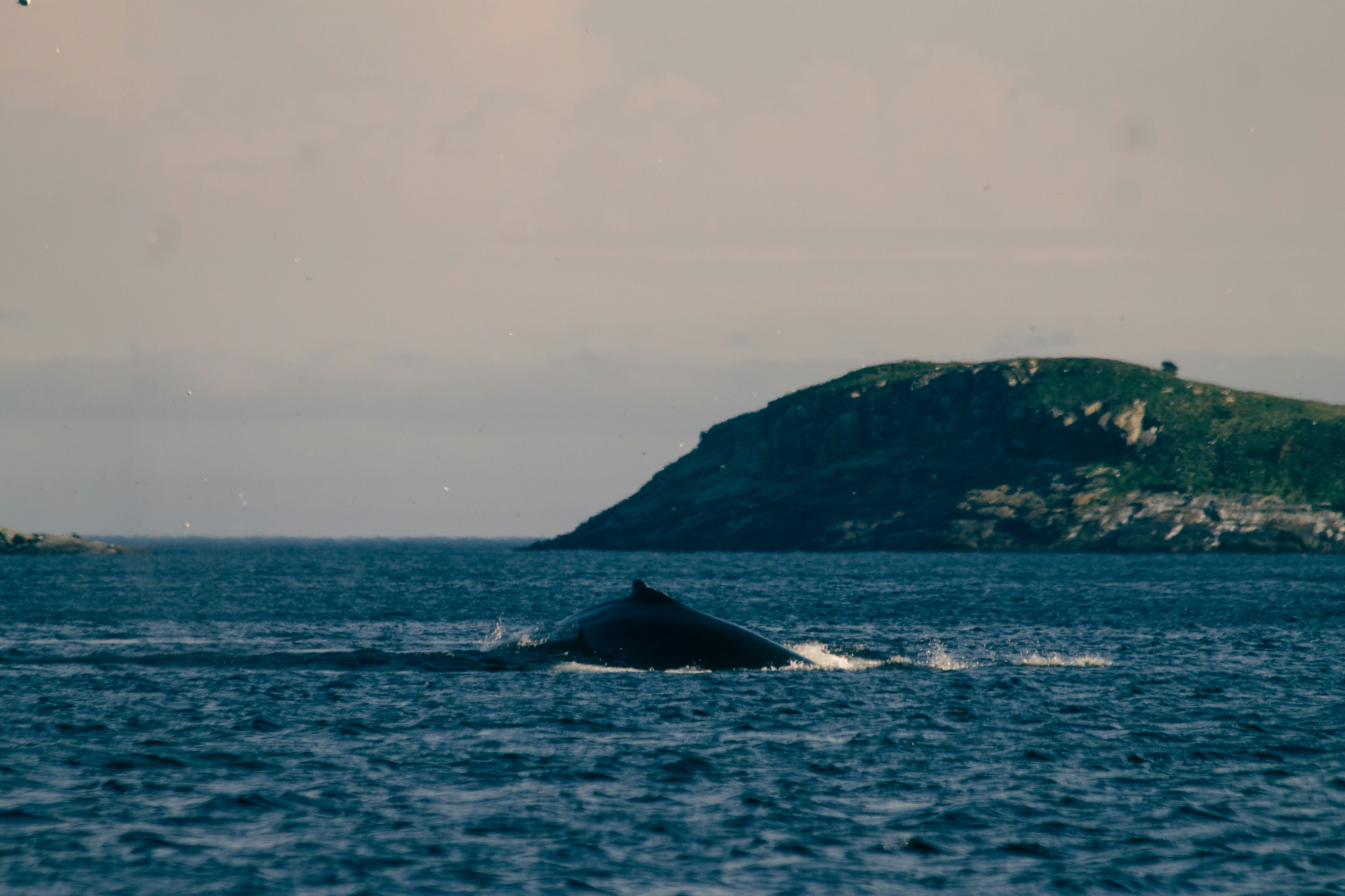 A whale's back emerges from the water, with a distant green hill in the background. The scene captures the serene beauty of marine life in its natural habitat.