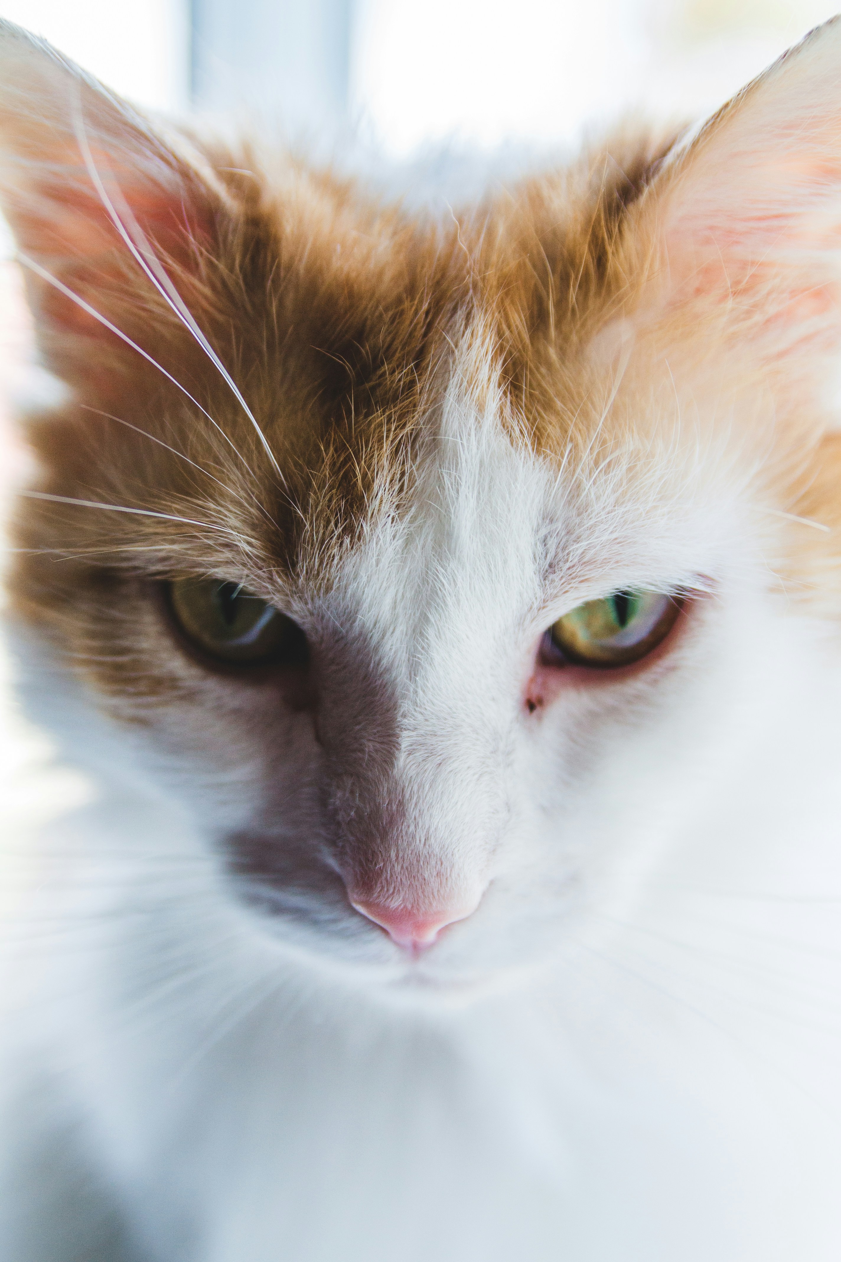 Orange and white tabby cat photo – Free Angora Image on Unsplash