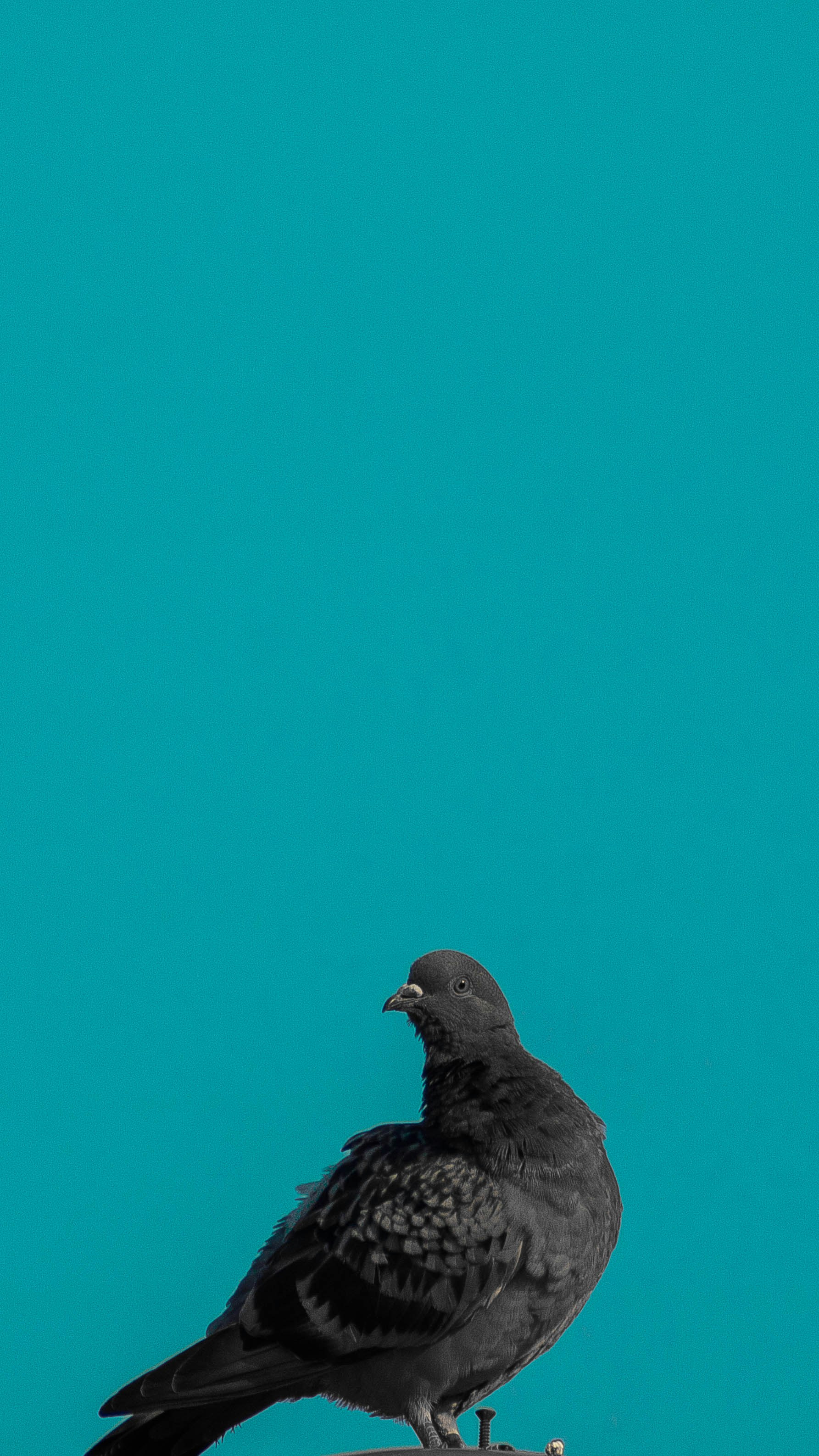 A solitary pigeon perches against a vibrant turquoise backdrop, showcasing its sleek feathers and alert demeanor.