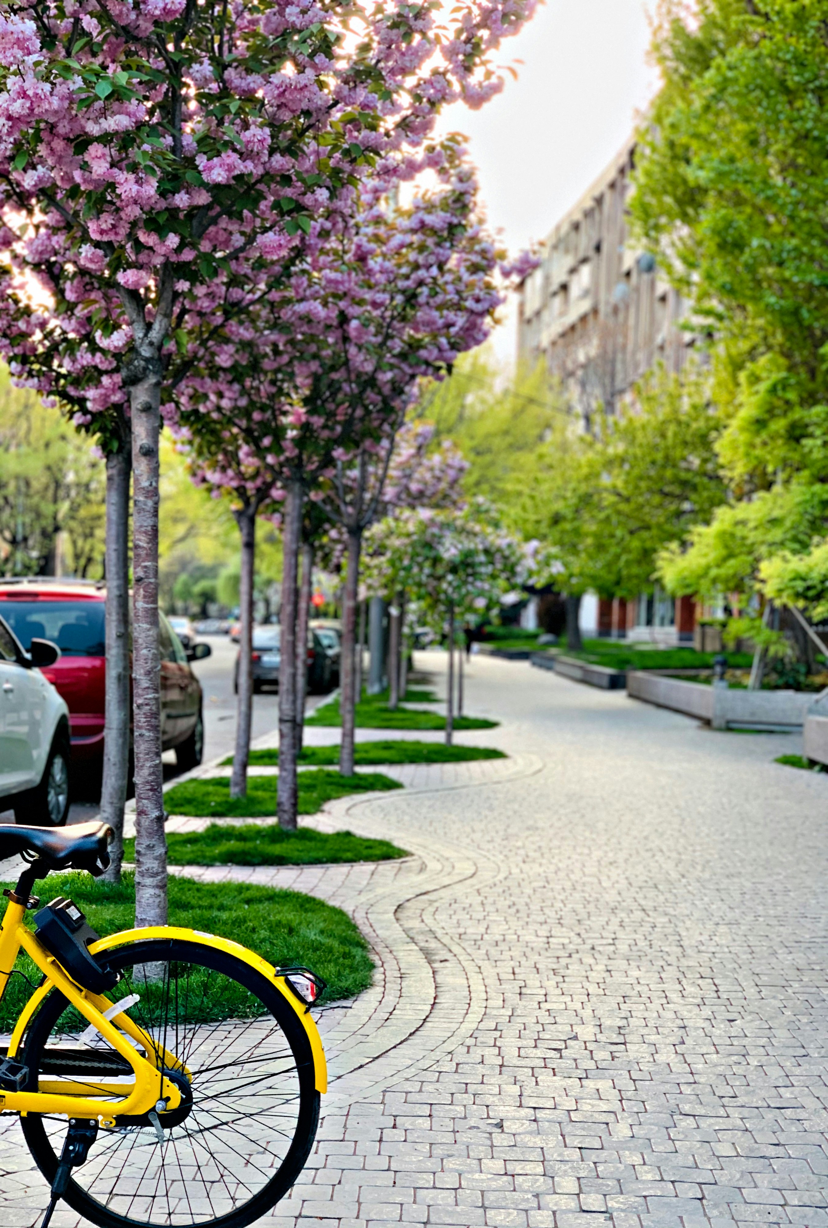 Vibrant yellow bicycle parked along a tree-lined walkway adorned with blooming pink flowers. The scene captures a serene urban environment in springtime.