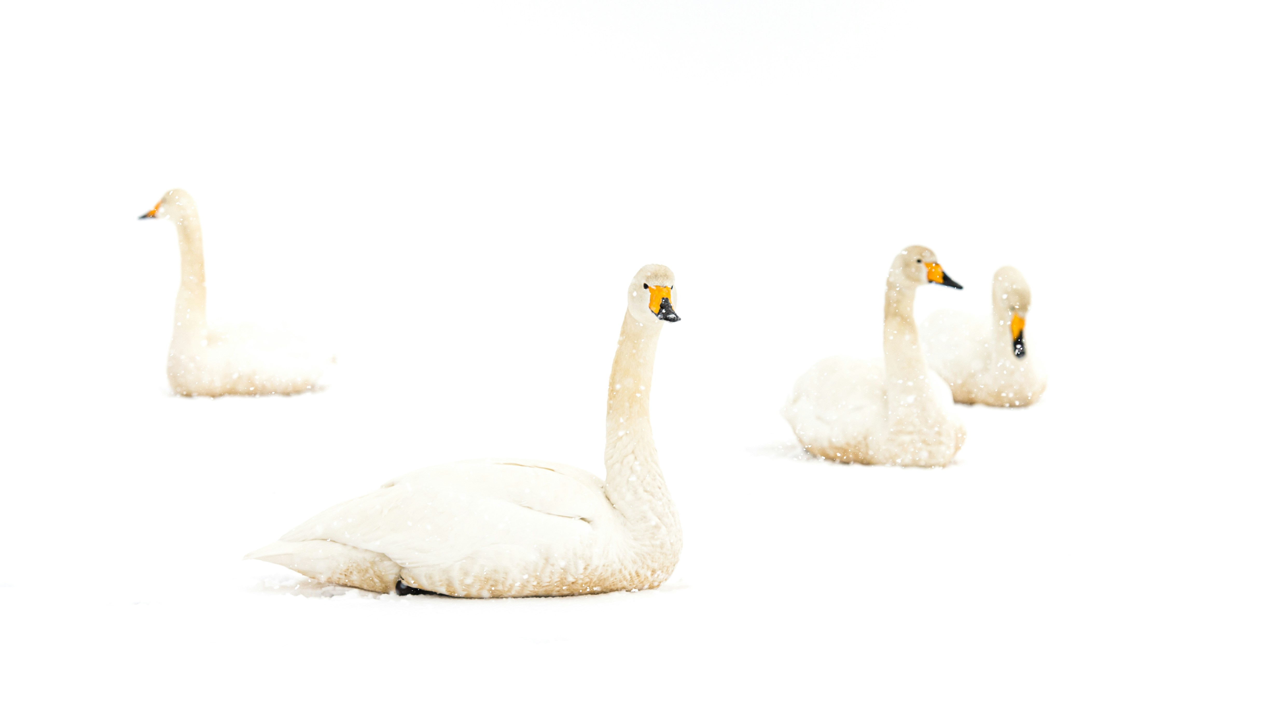 Four swans resting on a snowy landscape, showcasing their graceful forms against a white backdrop.