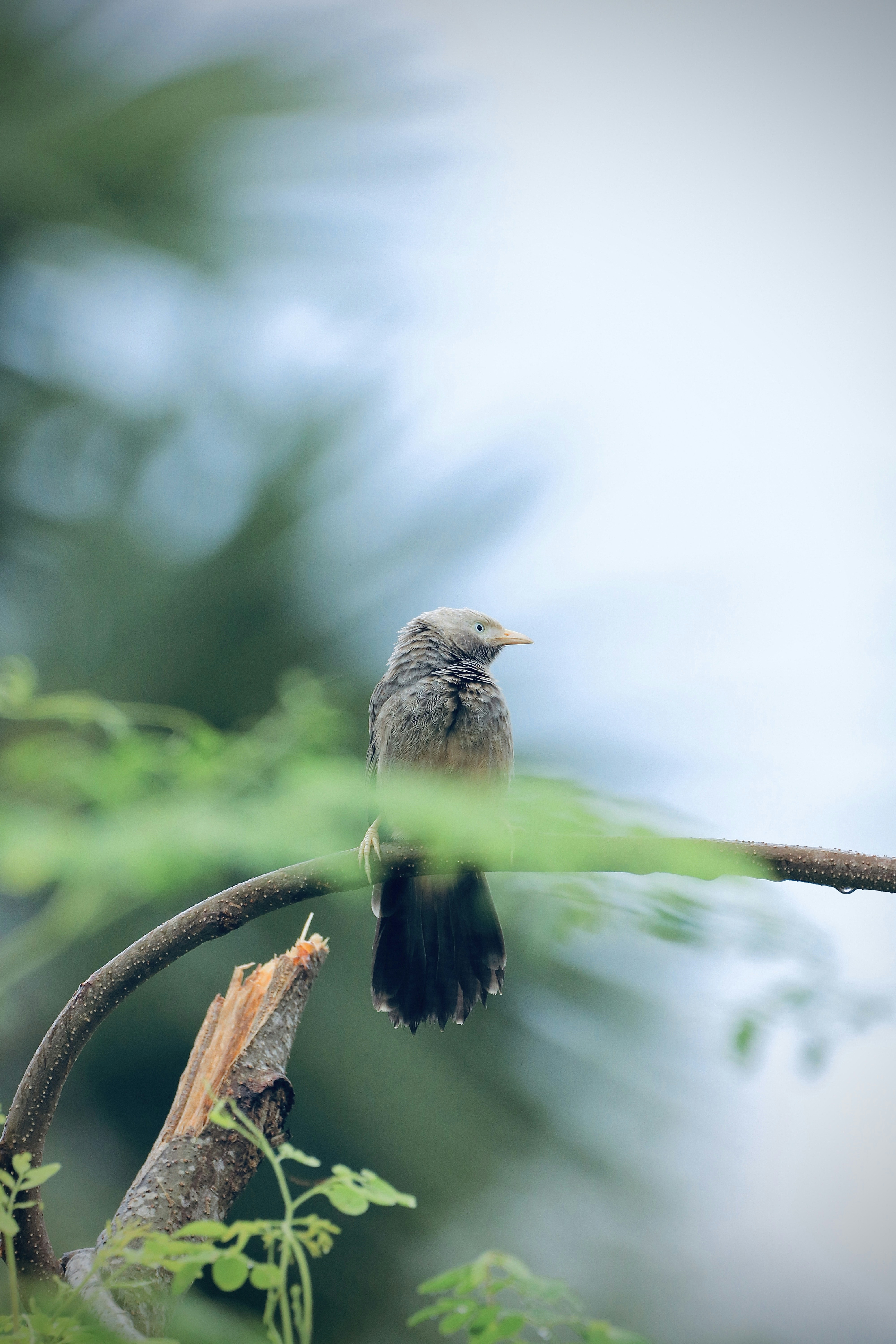 Curved Twig Perch: A lone bird framed by summer haze
