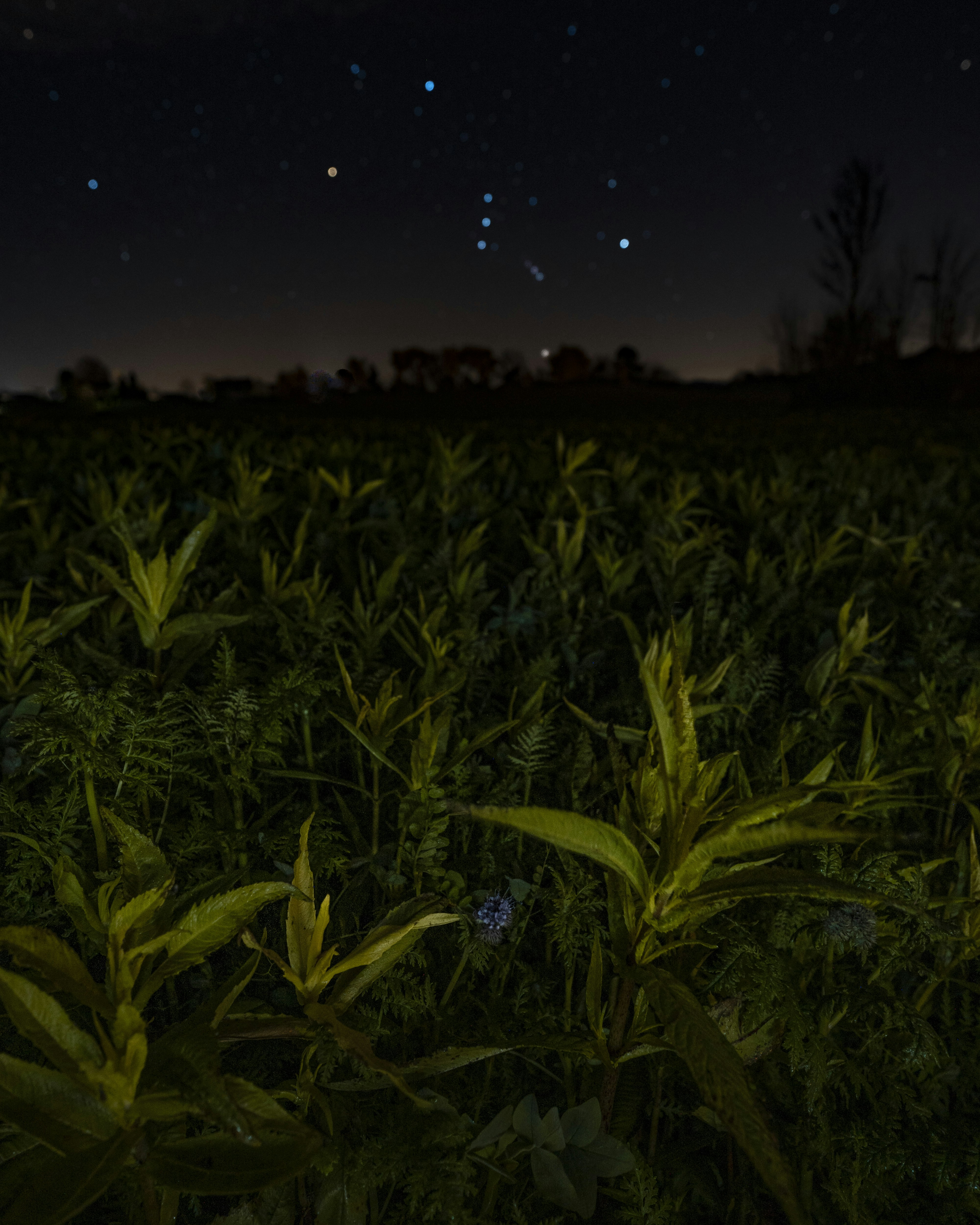 Grassy Field At Night