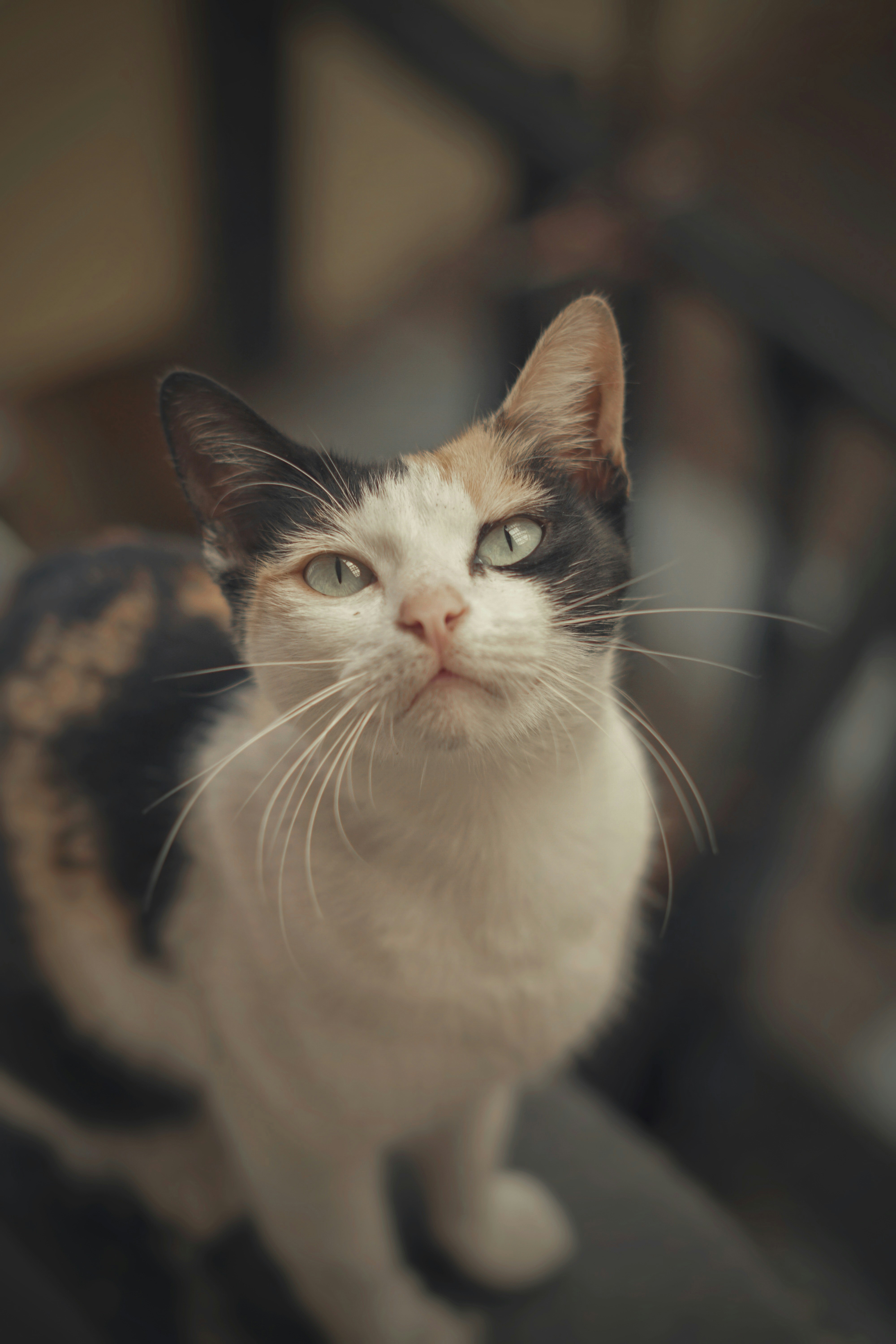 Calico Gaze: A Quiet Portrait Under Soft Indoor Light