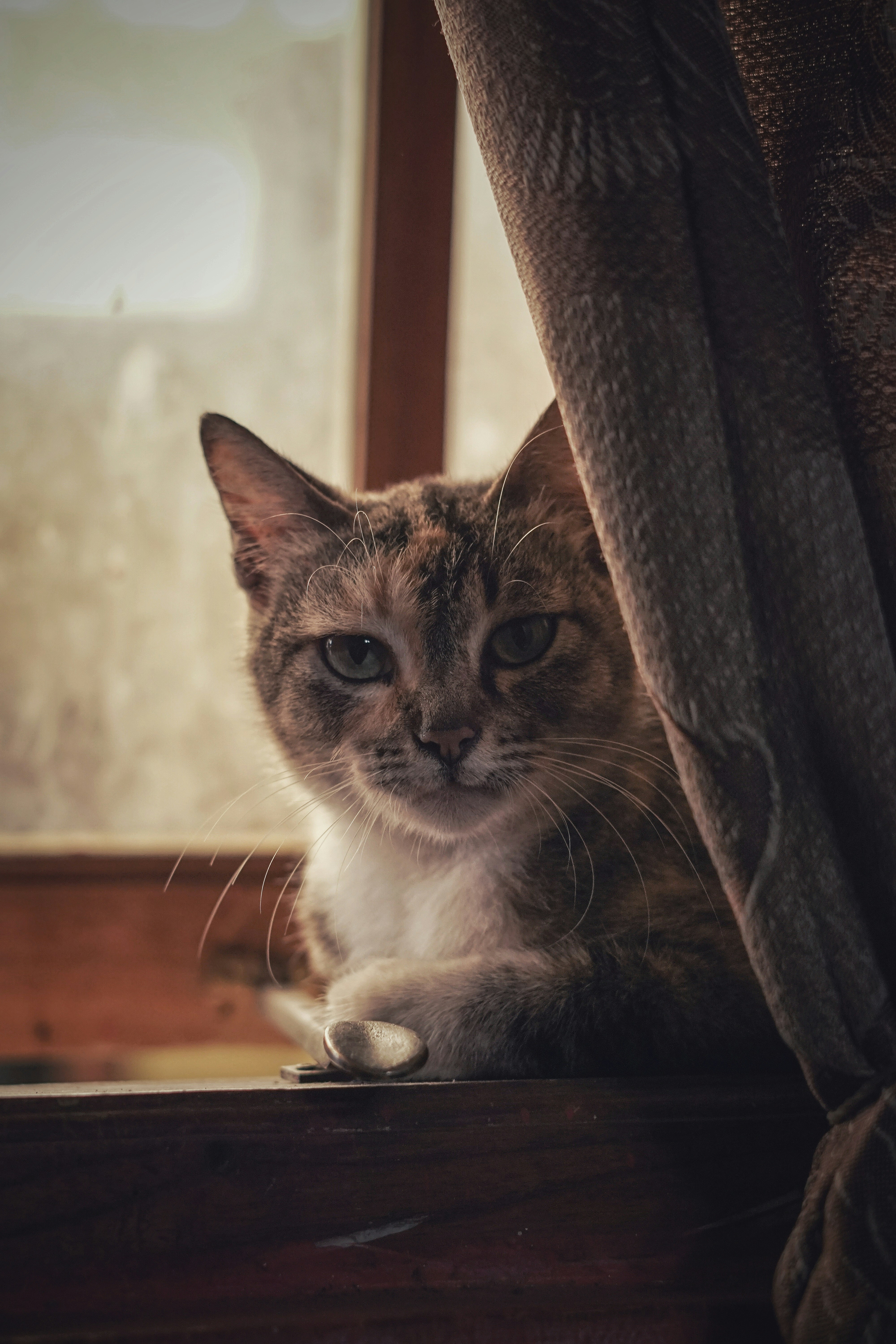 Amber Haze on the Window Ledge: A Quiet Cat Portrait