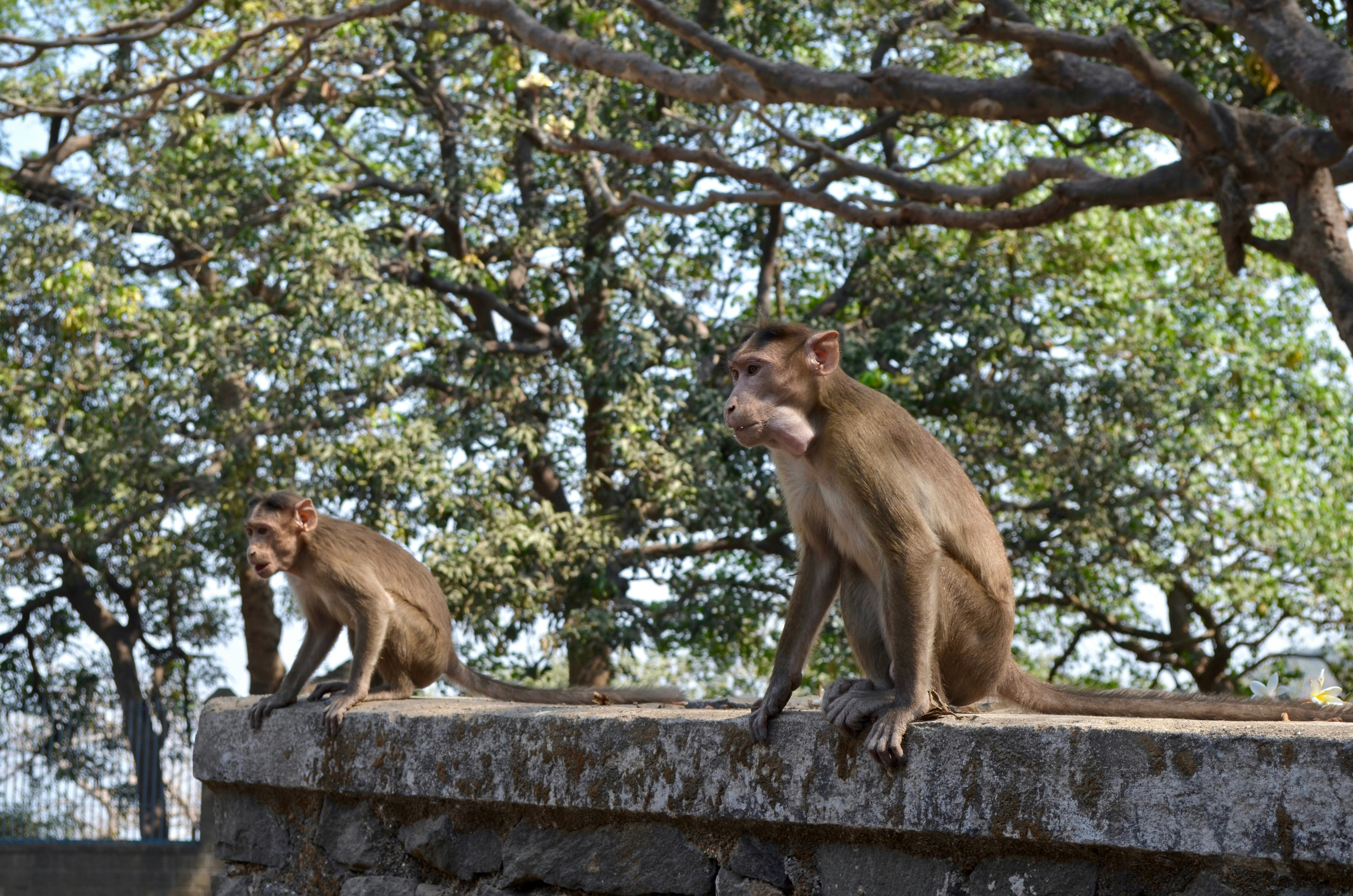 Monkeys in Quiet Contemplation