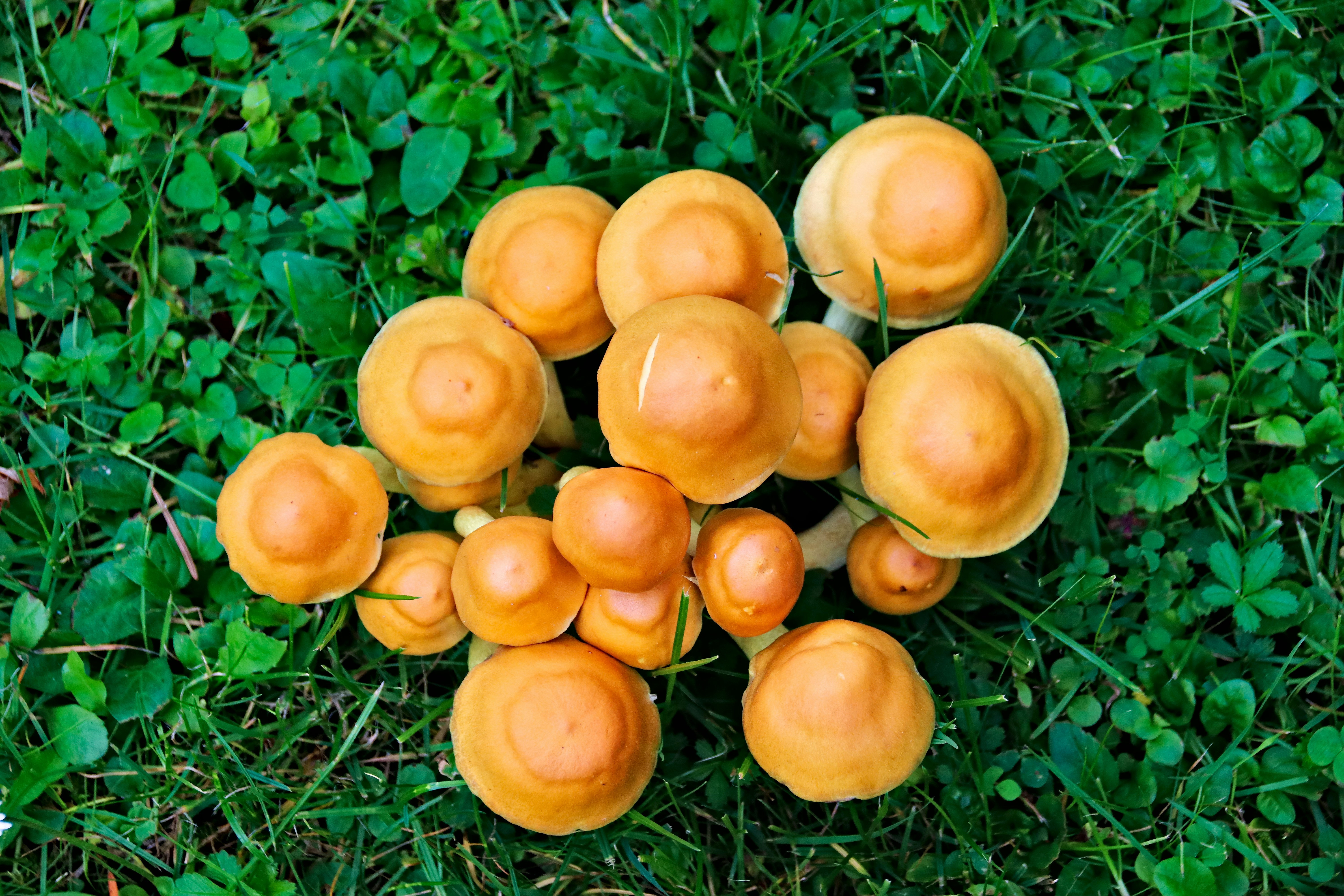 A cluster of vibrant orange mushrooms nestled among green grass, showcasing their unique shapes and textures.