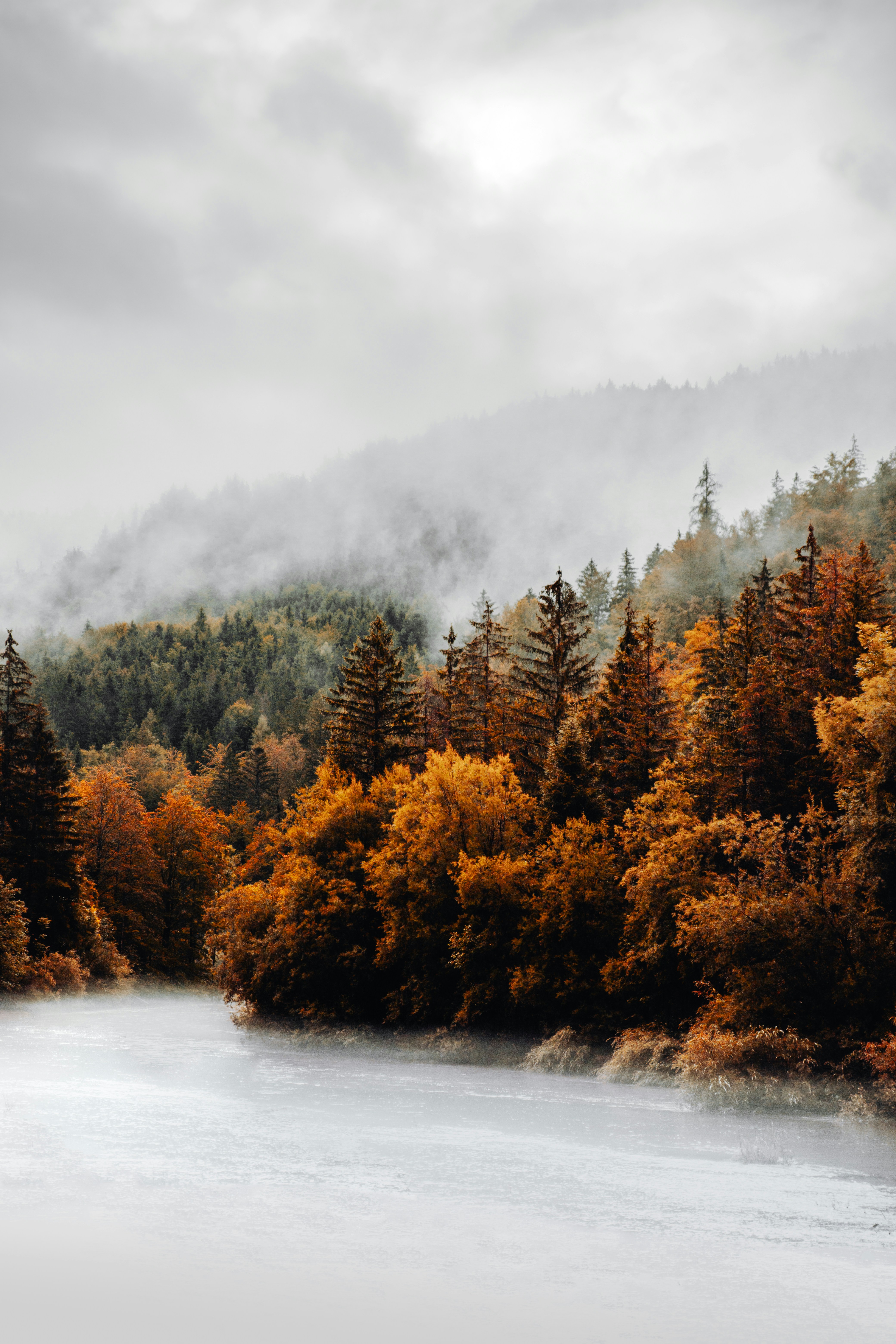 Golden Autumn in Austria.
 | brown trees on snow covered ground during daytime