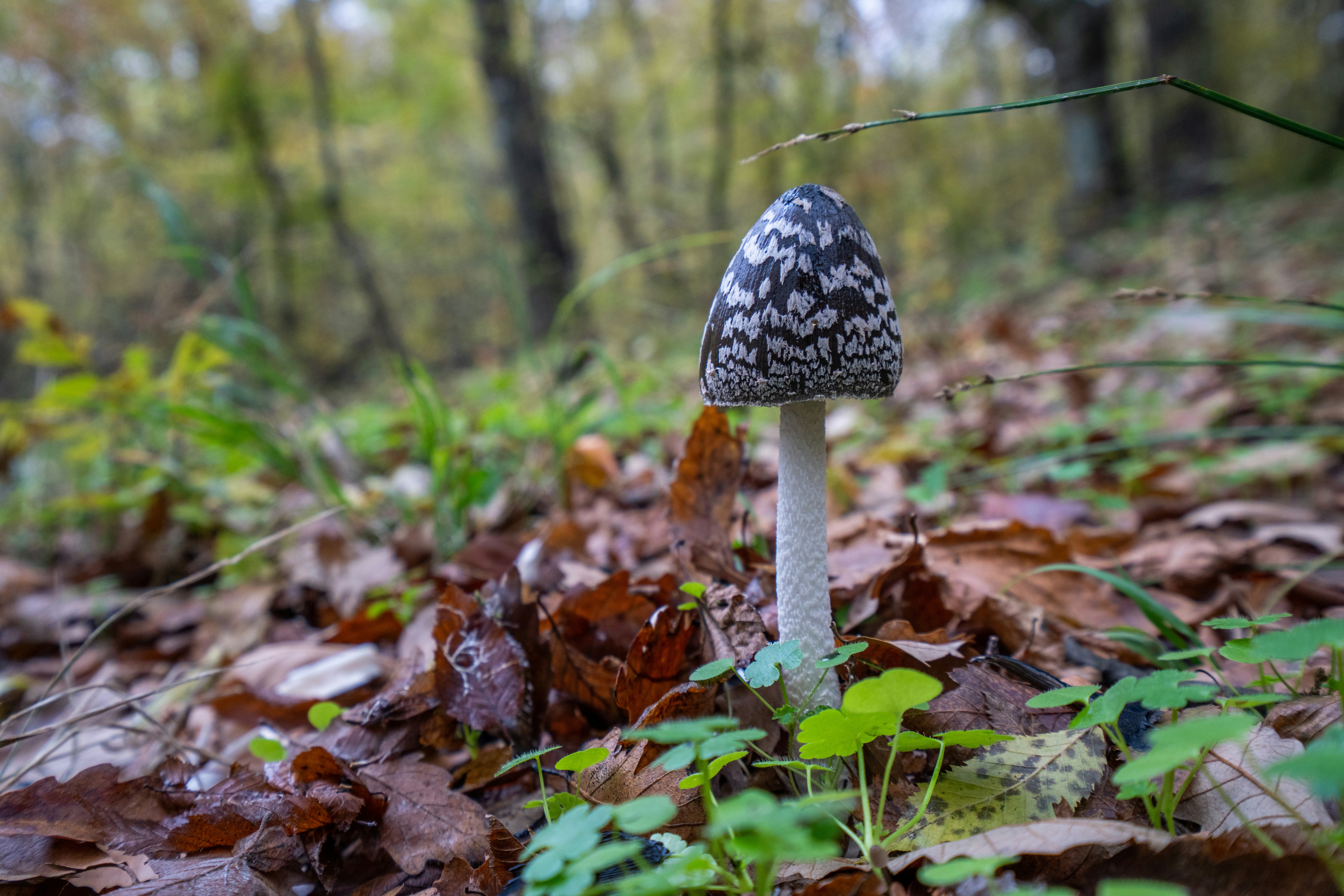 Tall mushroom with a speckled cap stands amidst fallen autumn leaves in a forest.