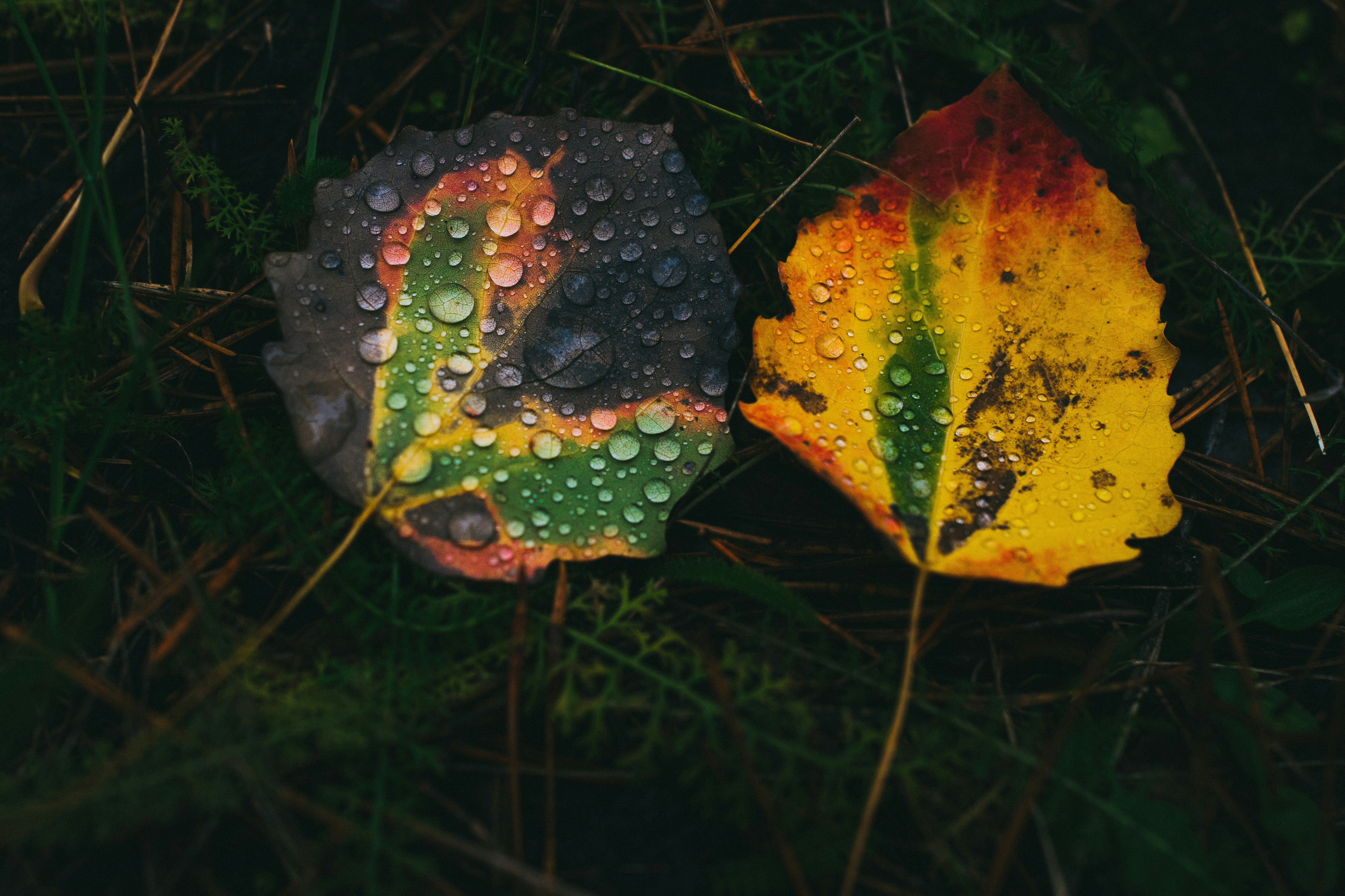 Two Autumn Leaves: Morning Dew Resting on Moss