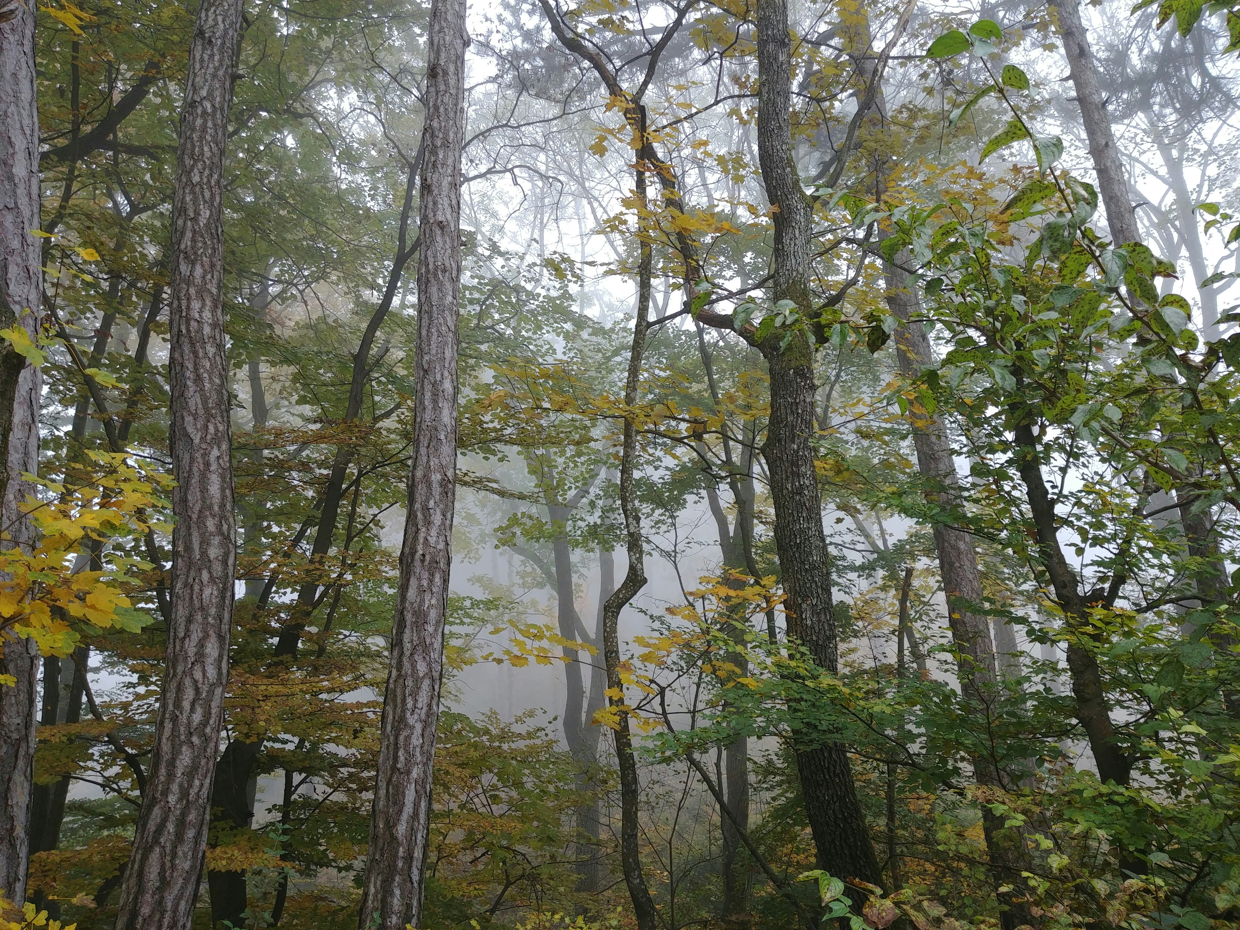 Dense forest shrouded in fog, showcasing vibrant autumn foliage among towering trees.